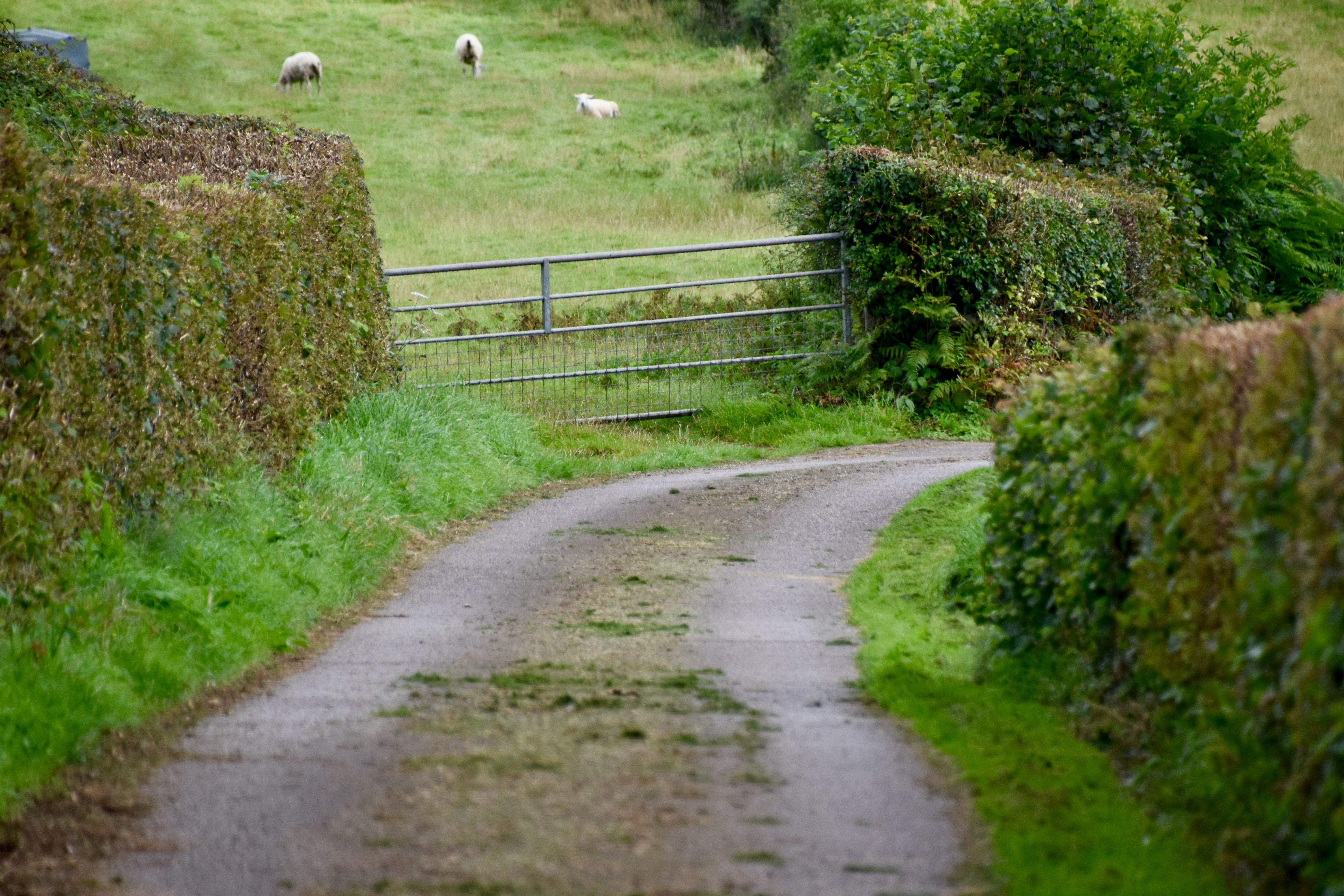 Gated Lane Through a Whispering Hedge