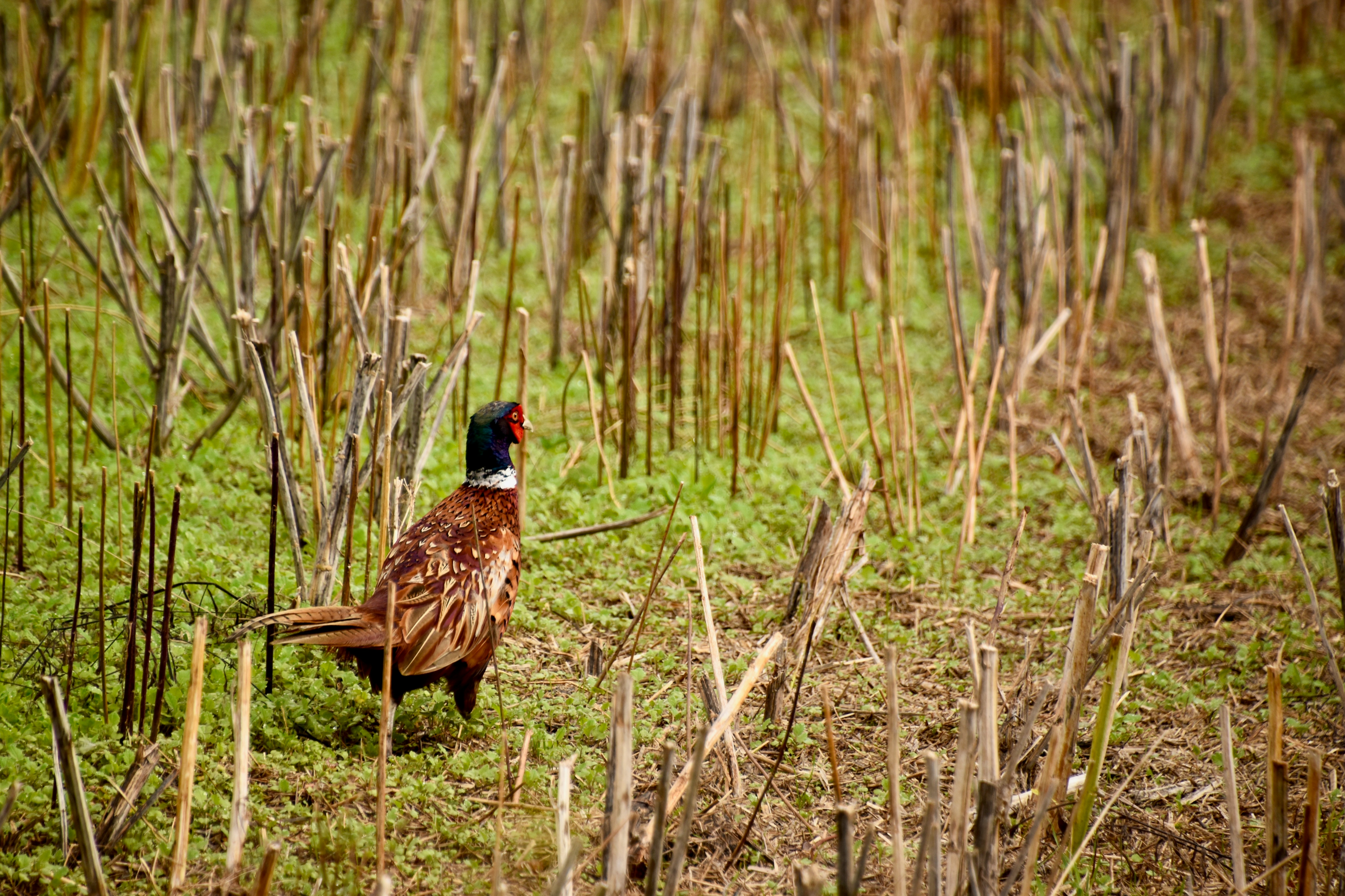 A solitary pheasant surveys a stalked field under soft evening light