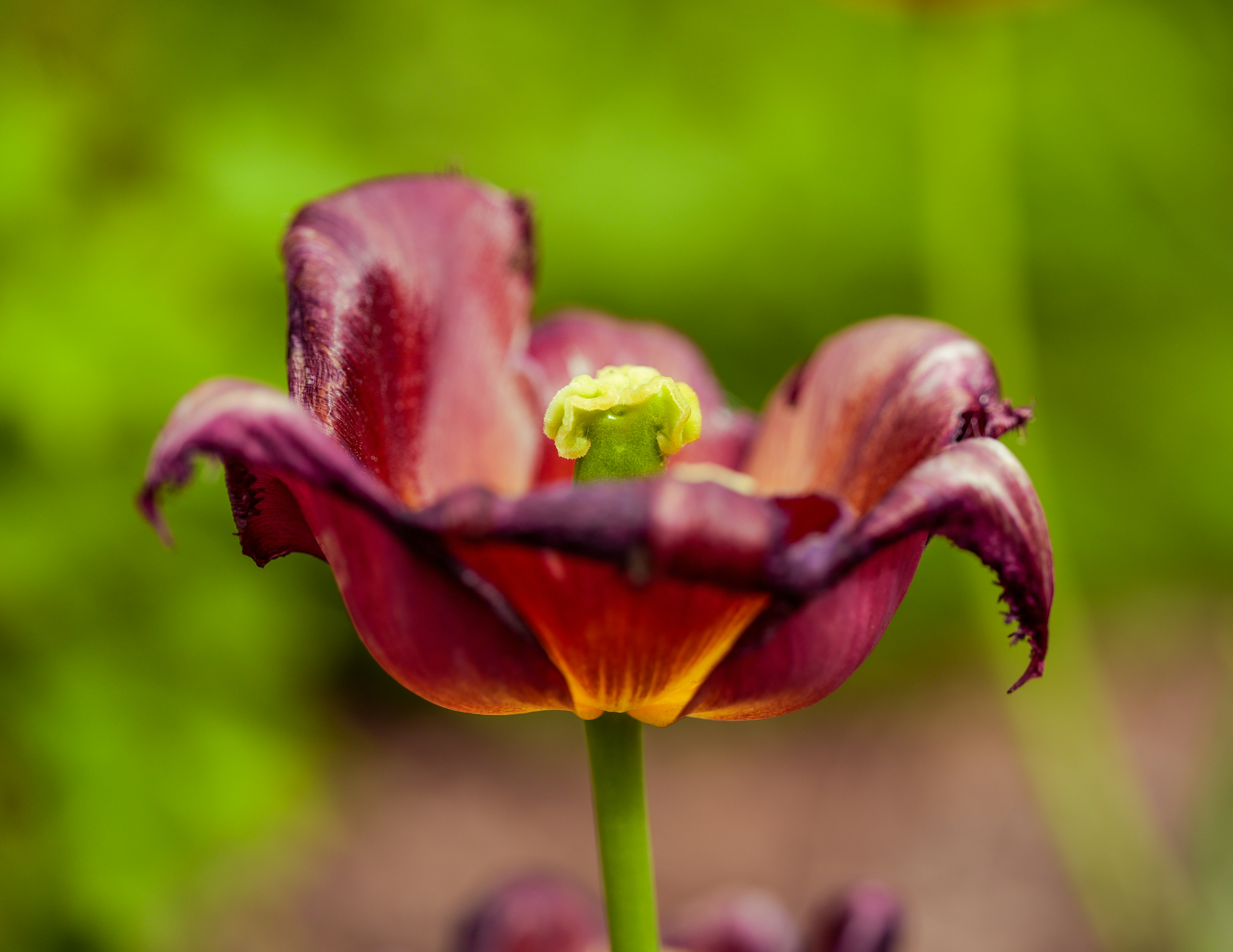 Crimson Cup: A Tulip Emerges from Velvet Petals