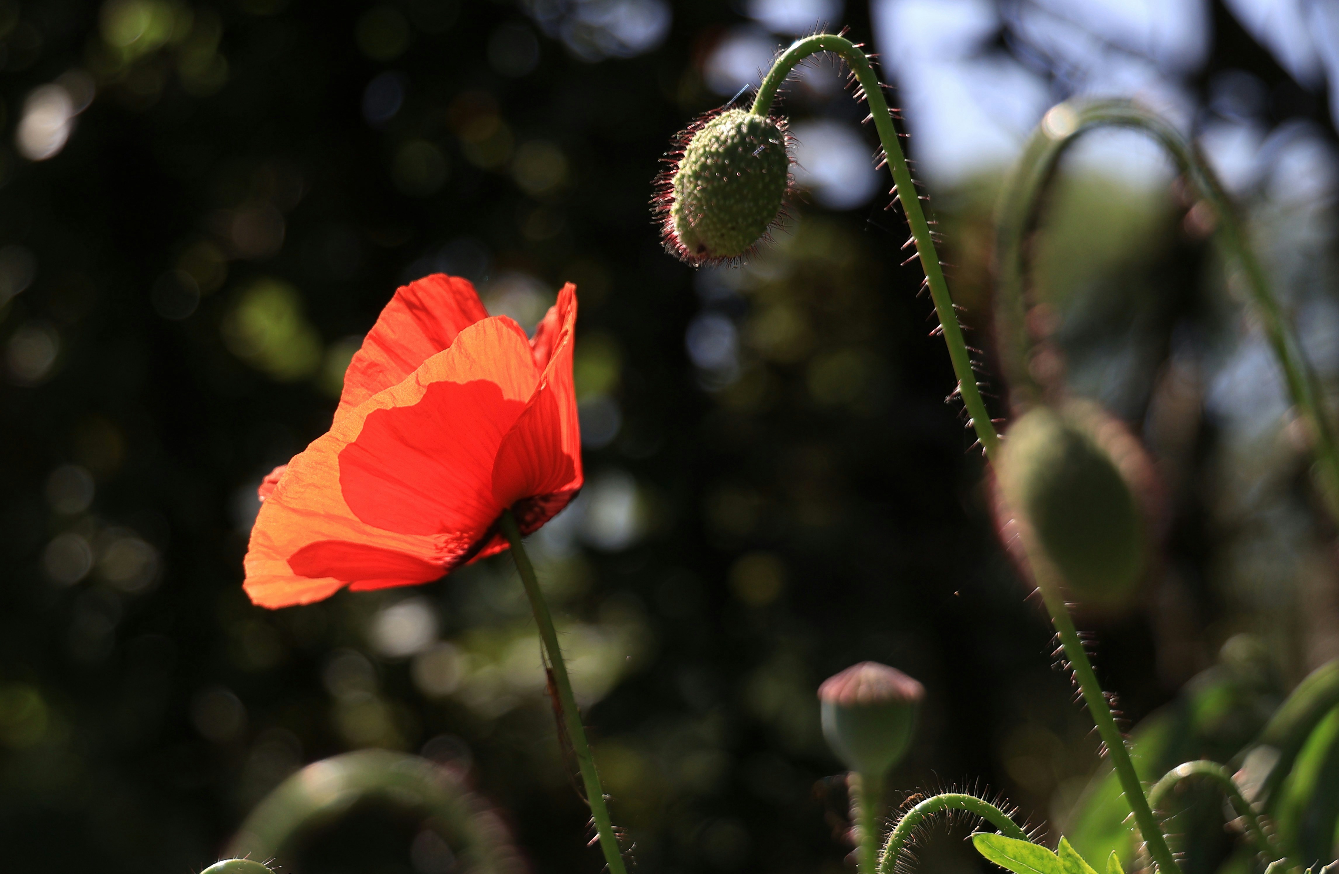 The single orange poppy against a dark garden backdrop