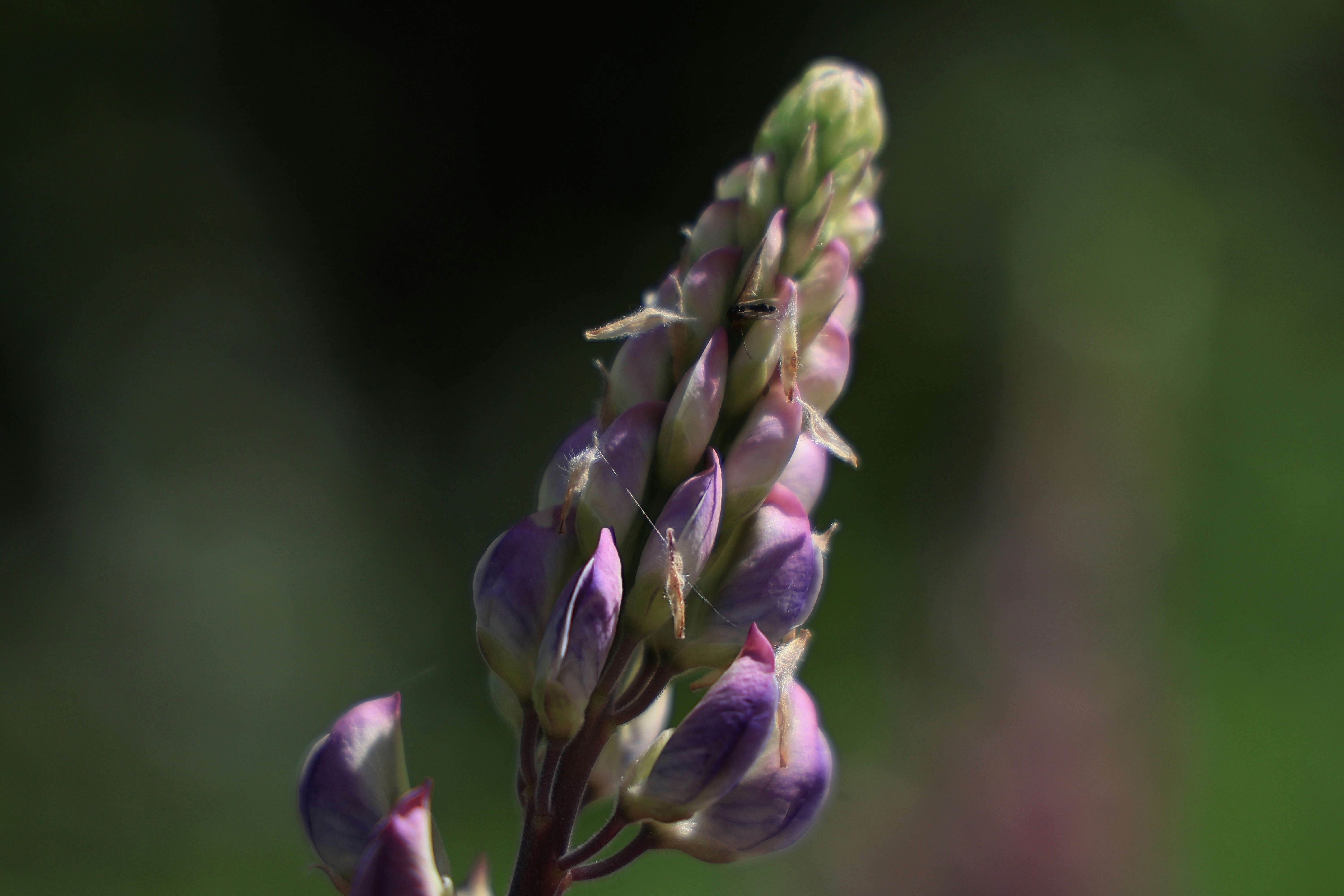 Center Spur: A Close-Up of a Lupine Bud Cluster Reaching Toward Light