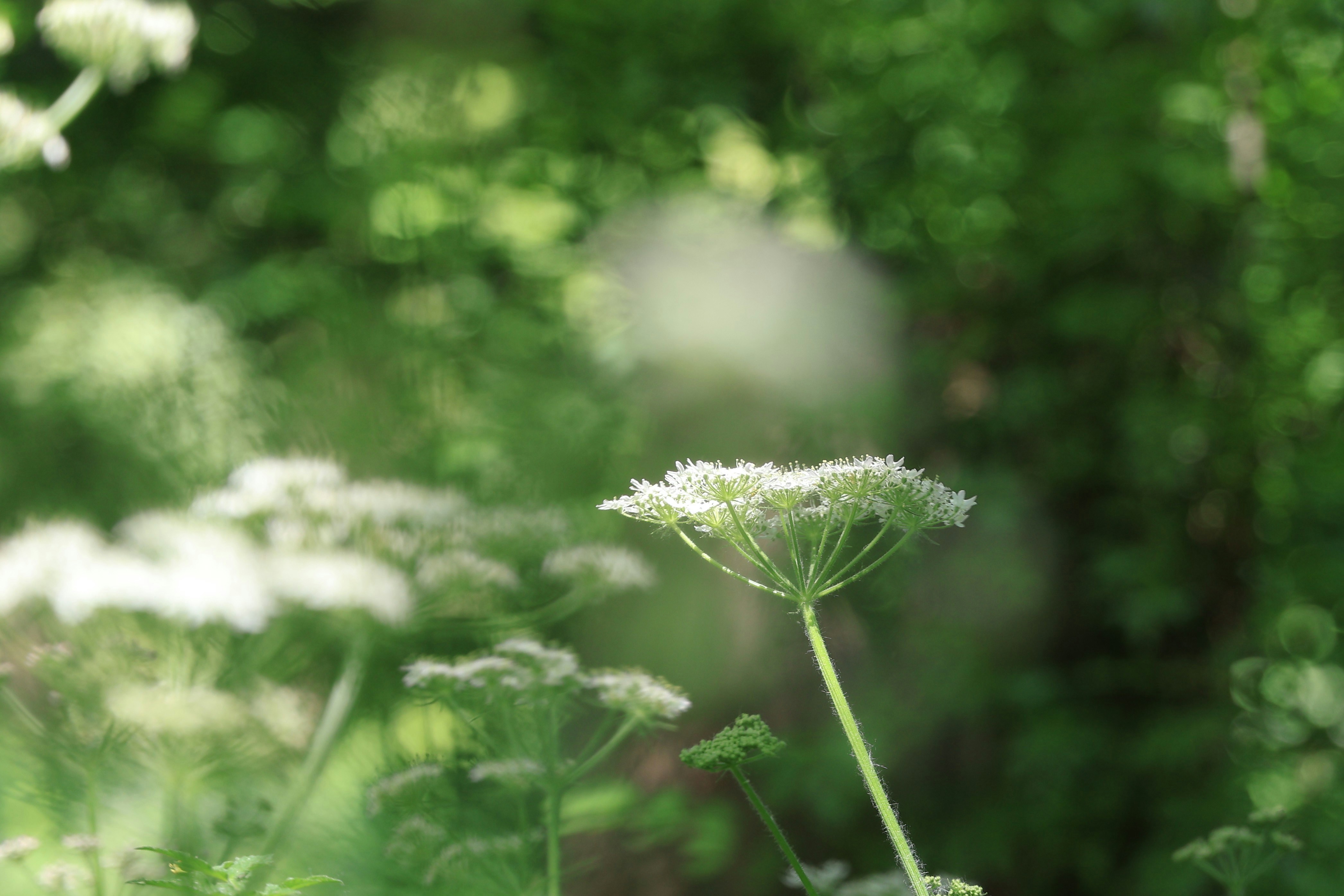 Quiet Queen Anne’s Crown in a Sunlit Meadow