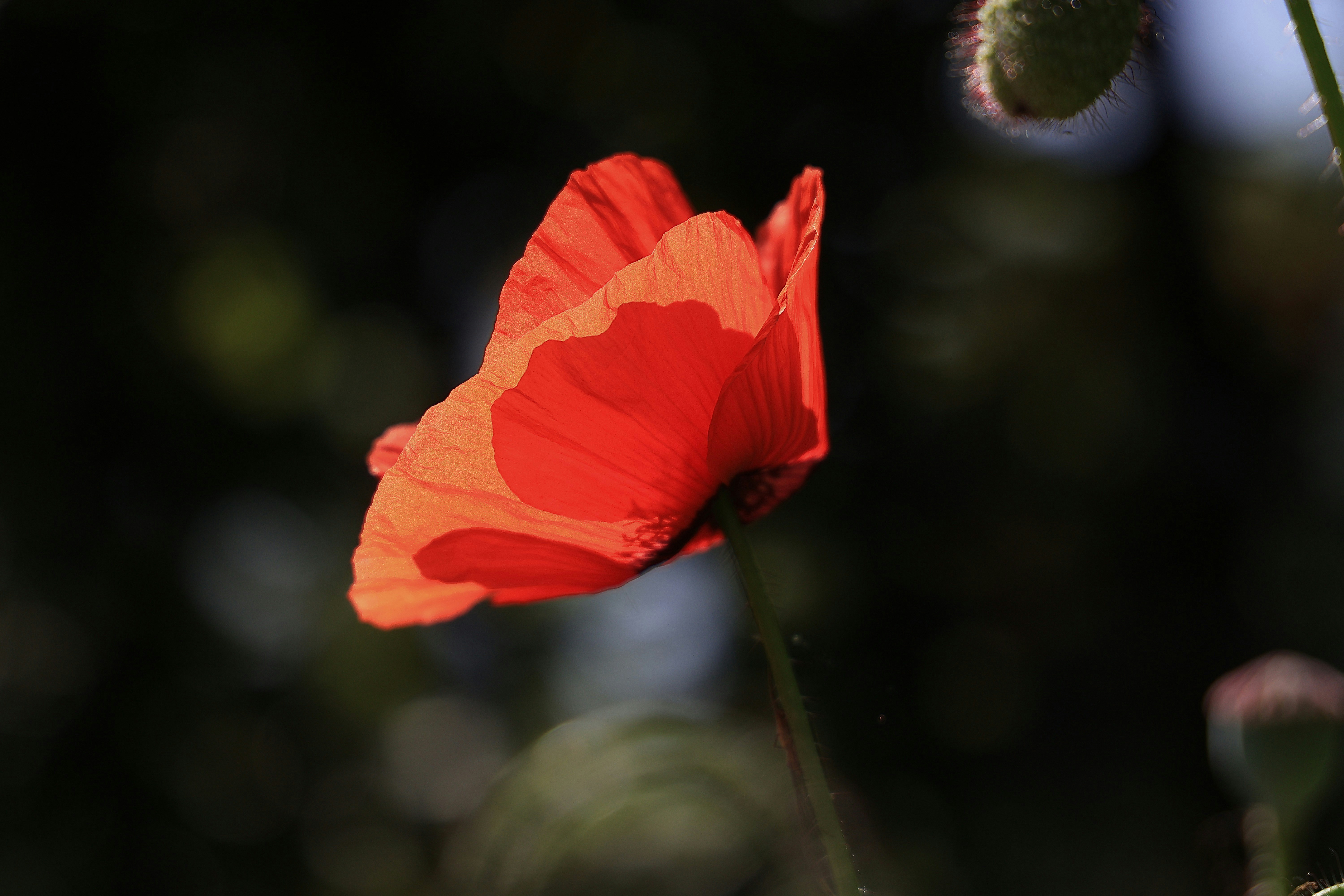 Red Petal in Focus: A Solo Poppy Quietly Reaches for Light