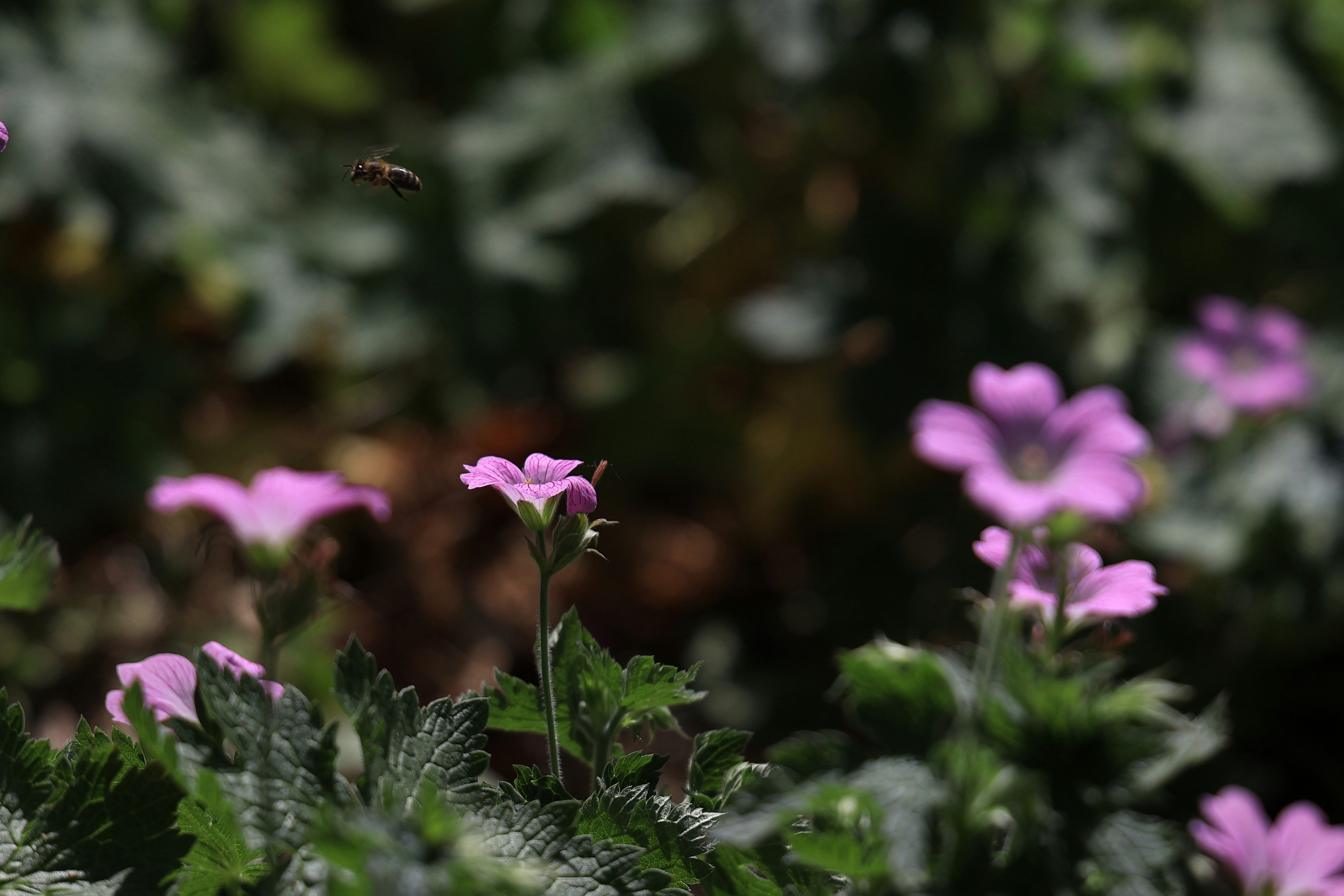 Pink cup:** bloom amid a garden hush, chased by a hovering bee