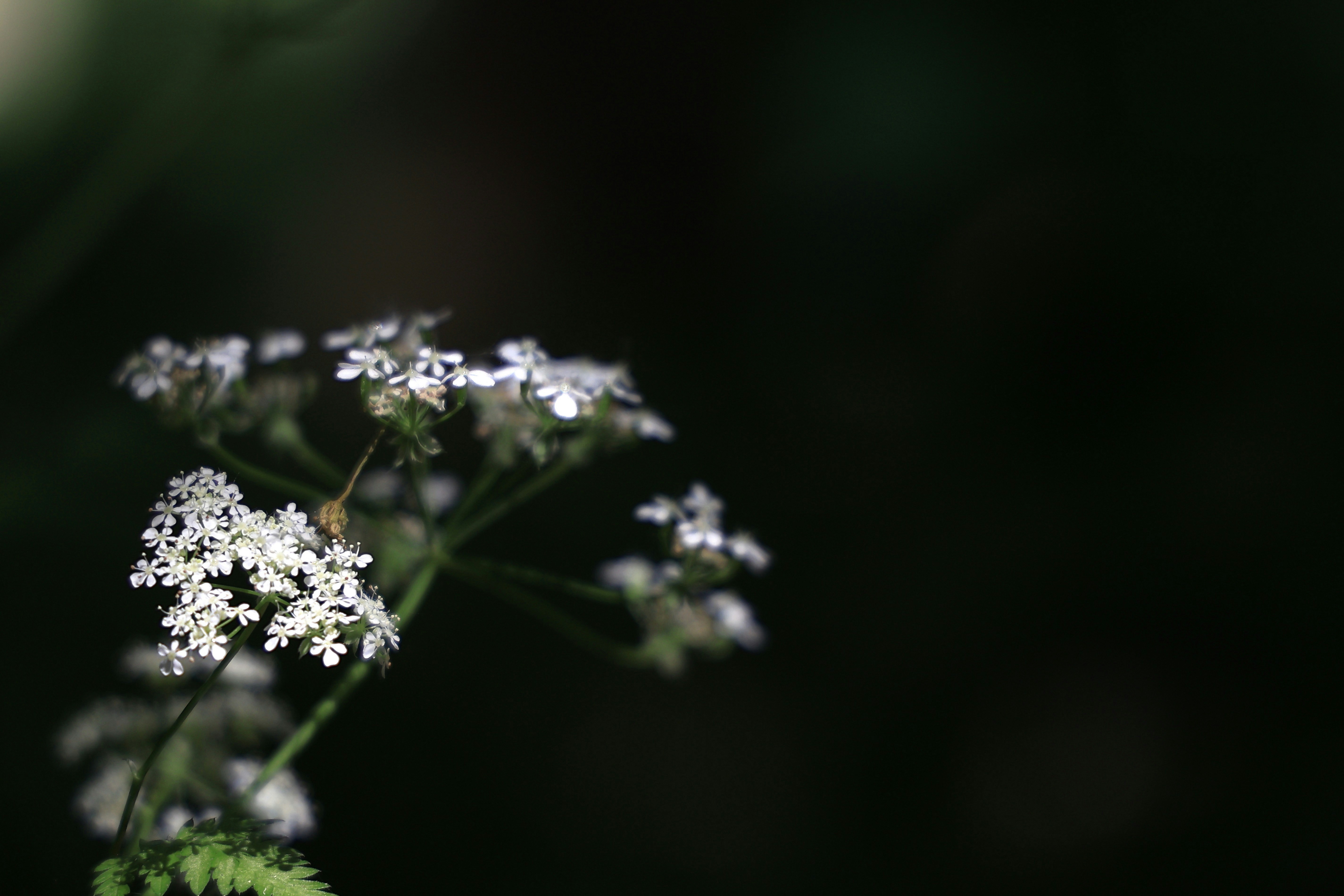 Whispering Flower Cluster in a Velvet Shadow