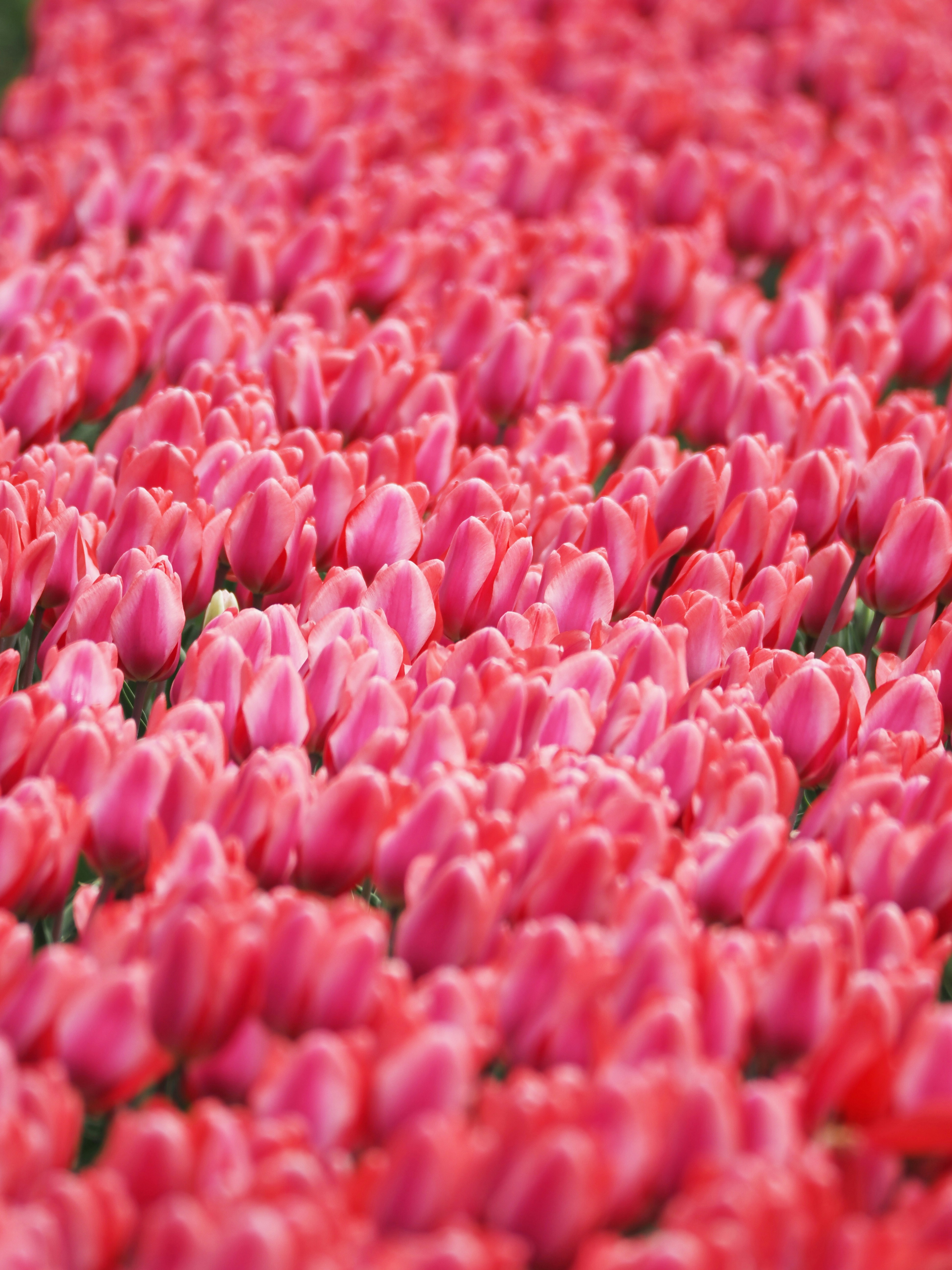 Rush of Pink Petals: A Sea of Tulips in Soft Focus