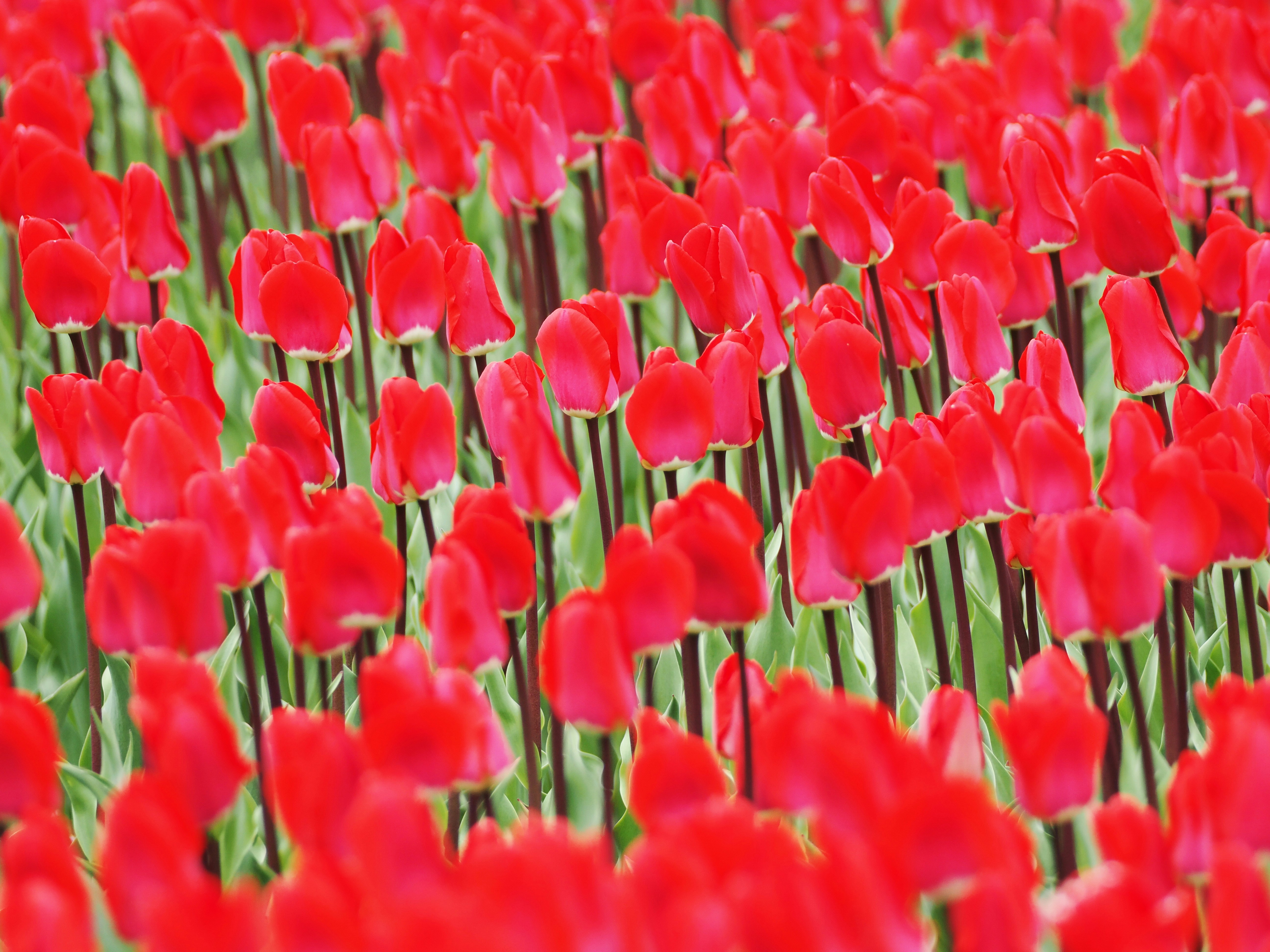 Ribbon of Scarlet Tulips: A Sea of Red Petals
