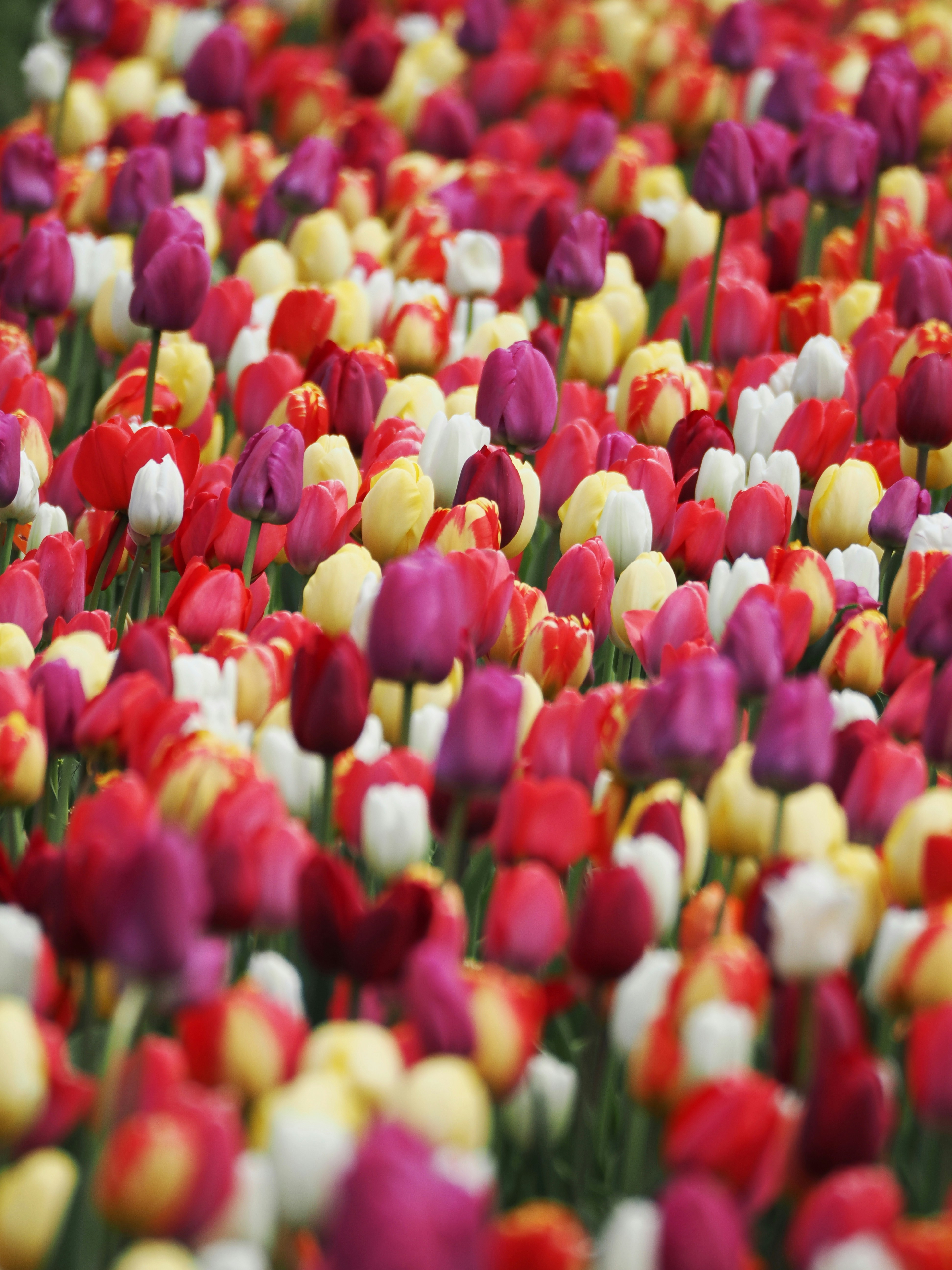 A Tapestry of Tulips: Crimson, Lemon, and Snow in a Sea of Petals