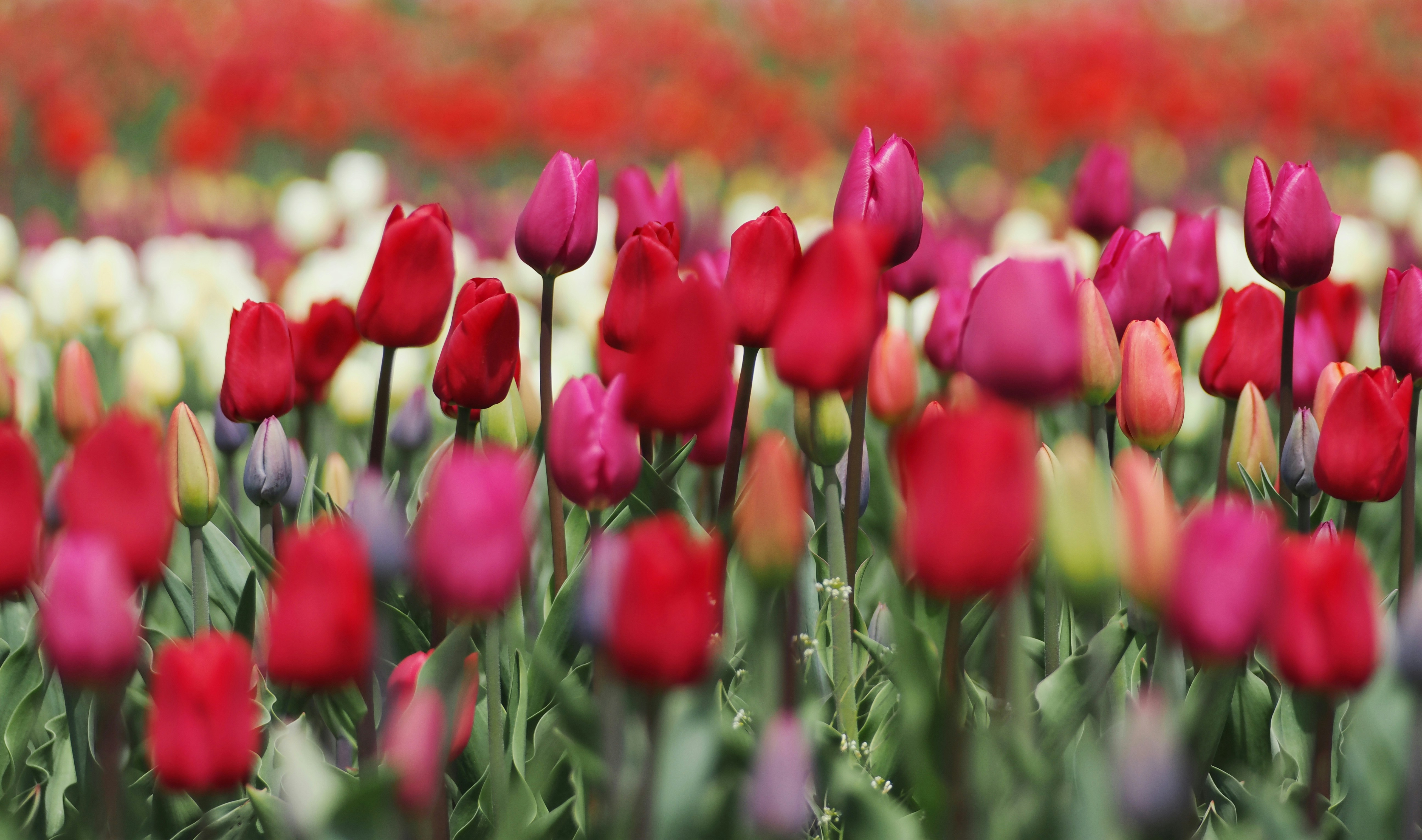 Tulip Field in Soft Focus: A Blooming Wave of Color