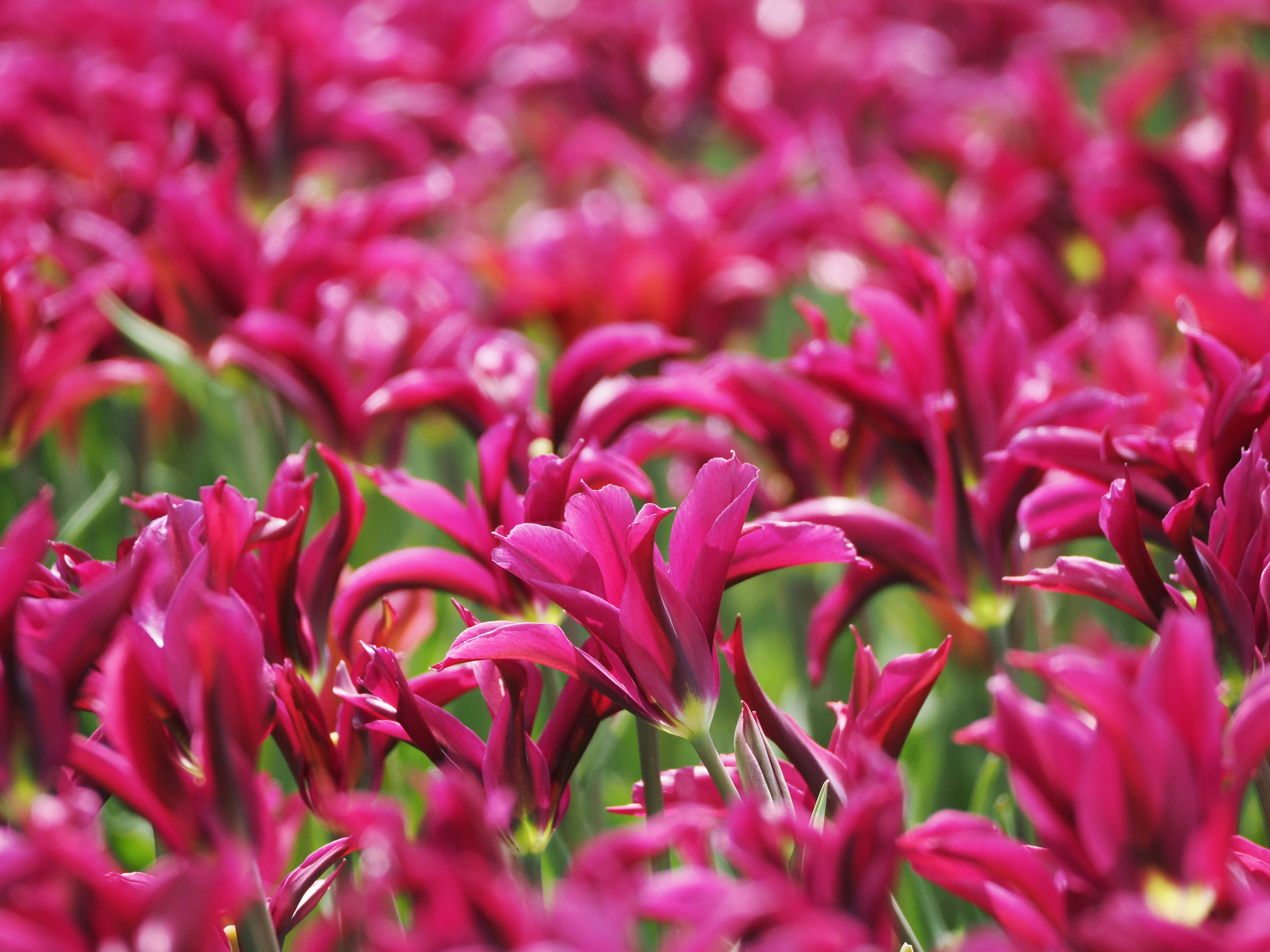 Vibrant Pink Tulip Field in Soft Focus Bloom