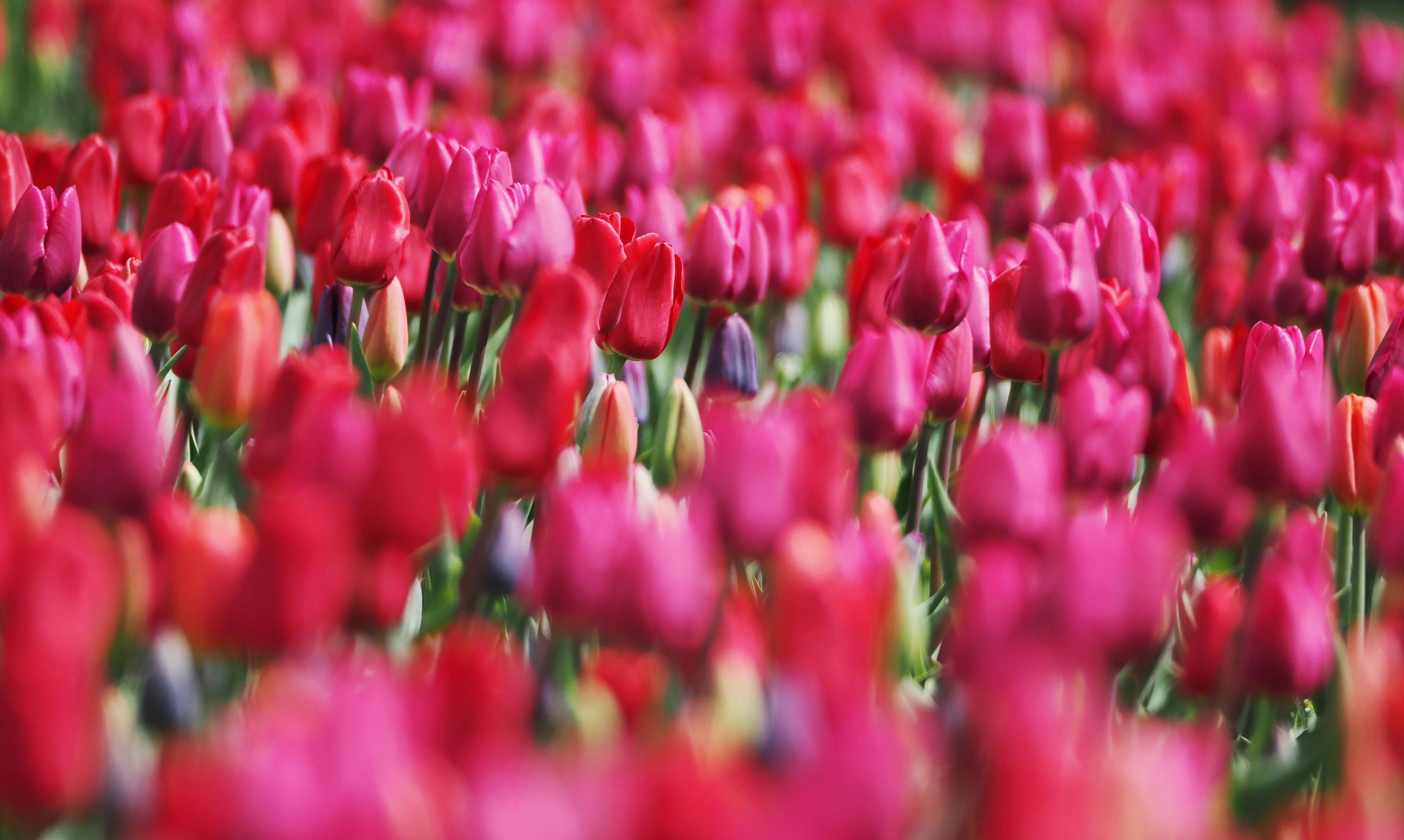 Fields of Crimson: A Dreamlike Tulip Bloom Scene