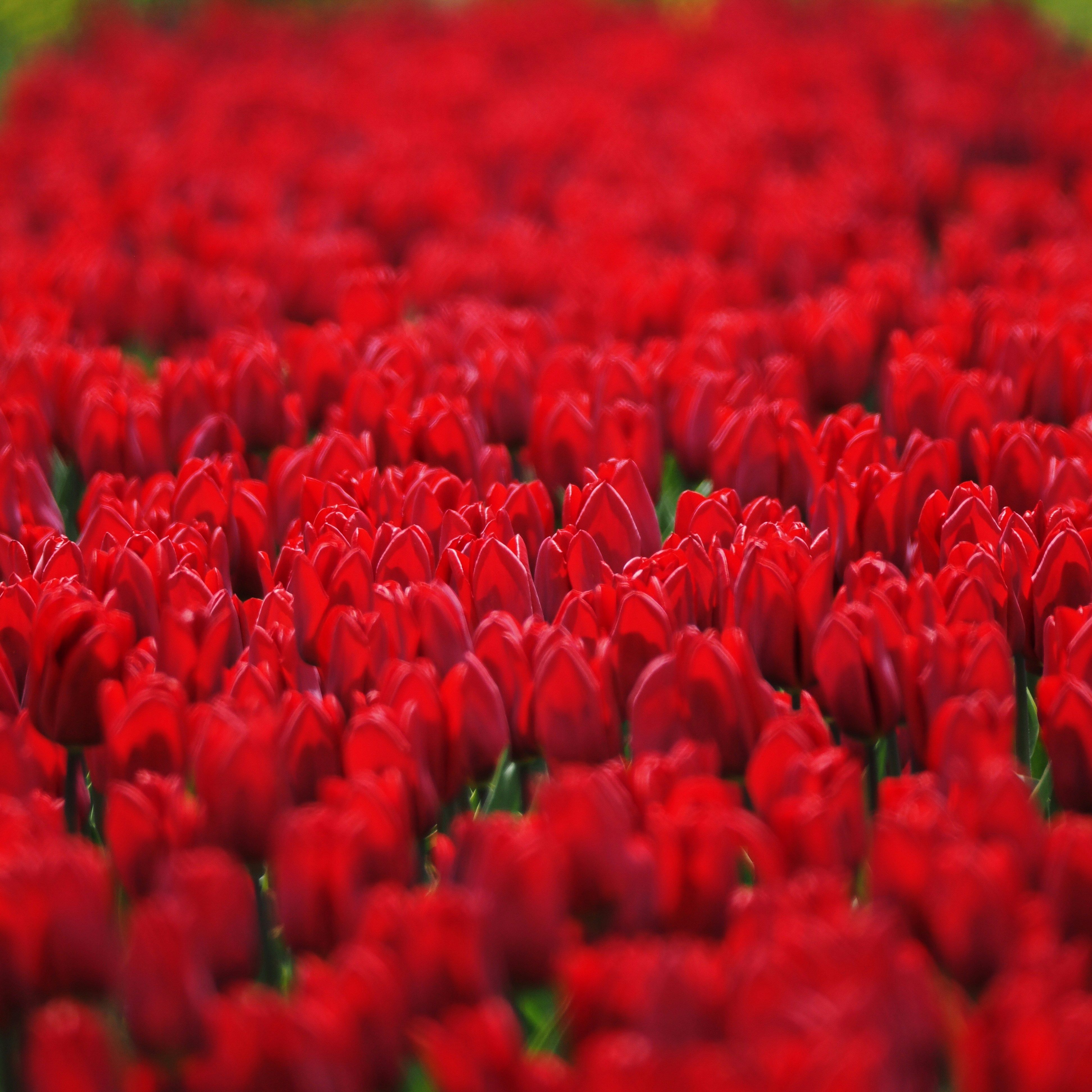 Crimson Tulip Tide: A Sea of Red Petals in Soft Focus