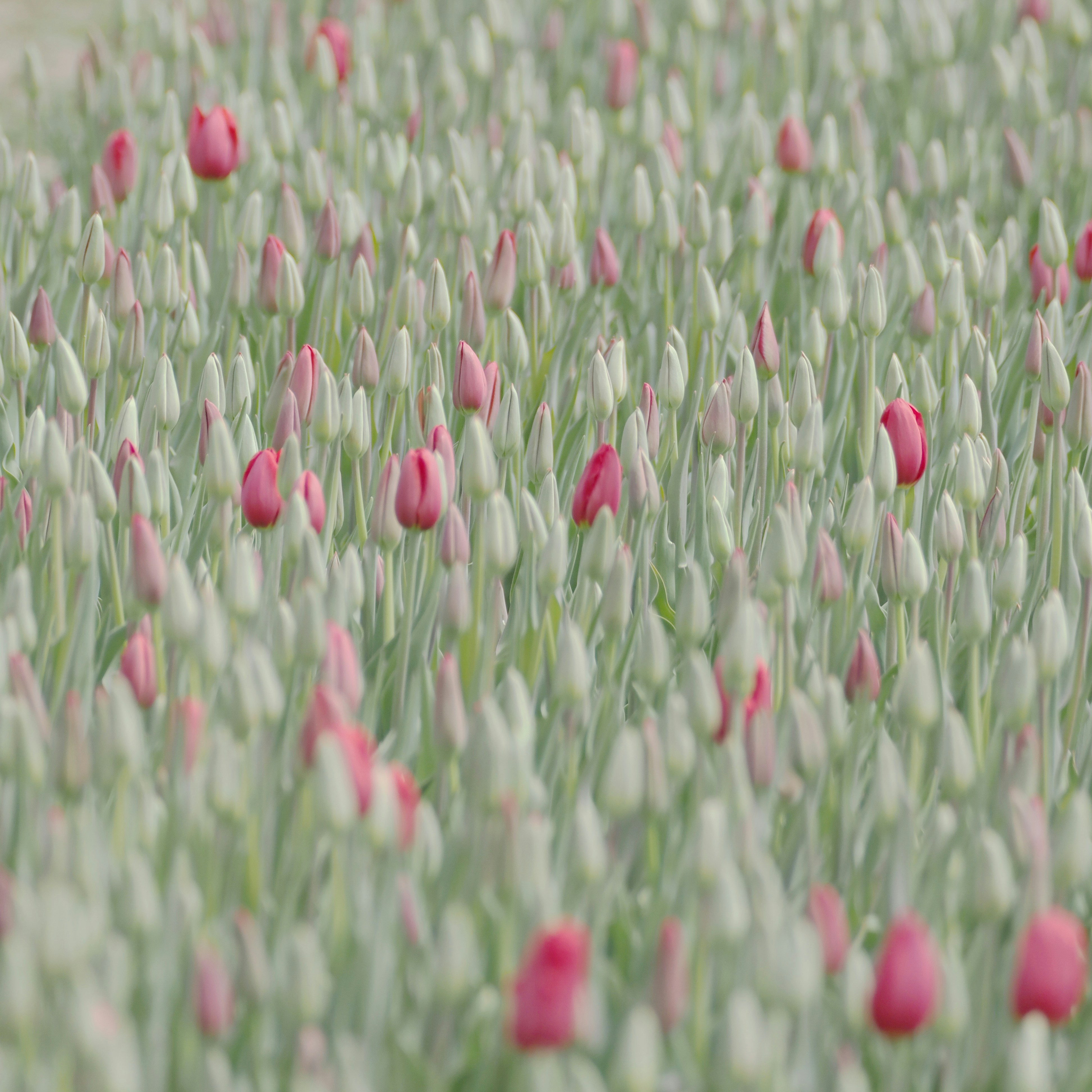 Pink Tulips Turn Quiet: A Soft Field of Buds in Spring Light