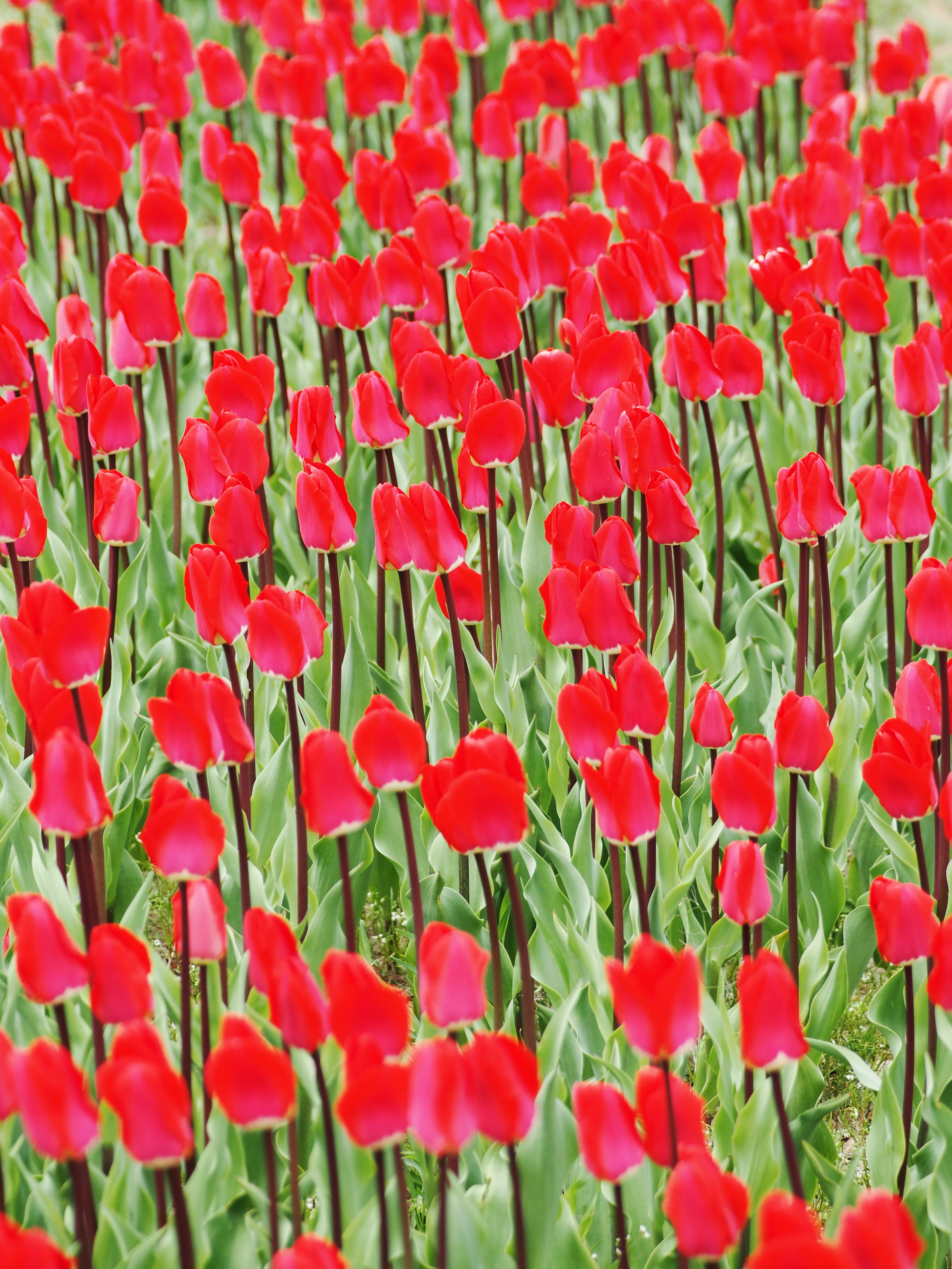 Field of Scarlet Tulips: A Sea of Red Echoing in Spring