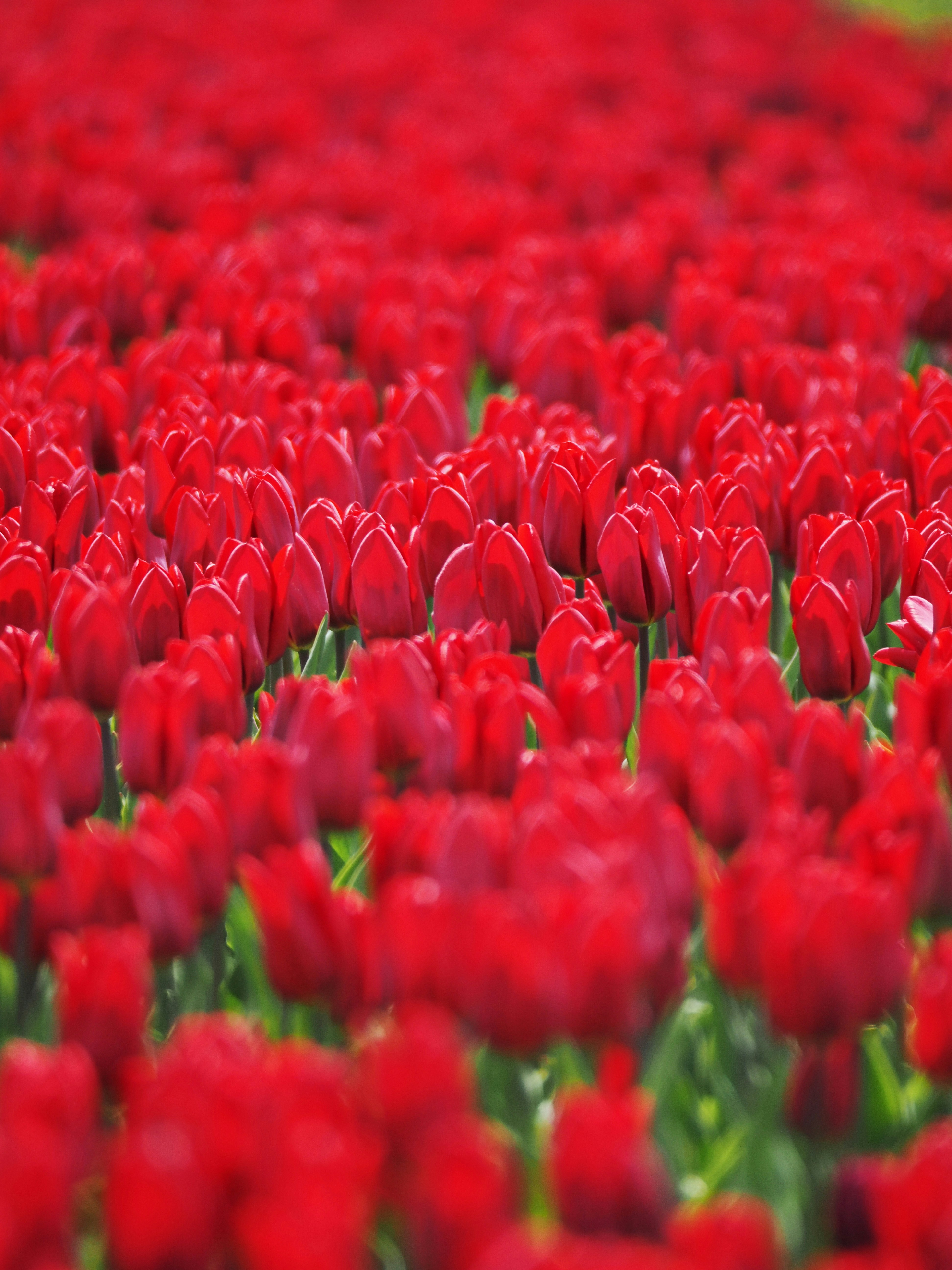 Red Tulip Carpet in a Sunlit Field