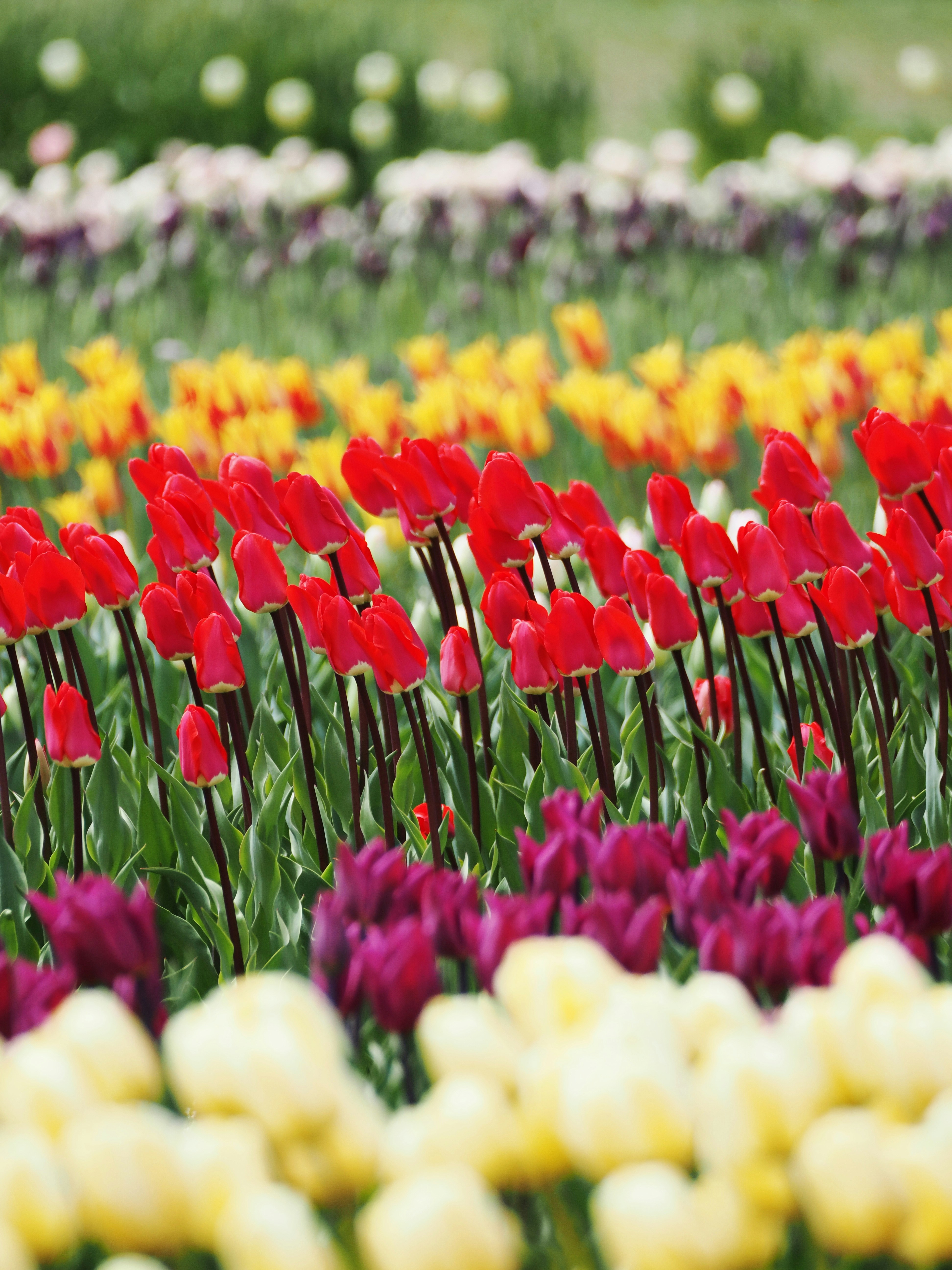 Red Tulips in a Sea of Color in Spring Bloom