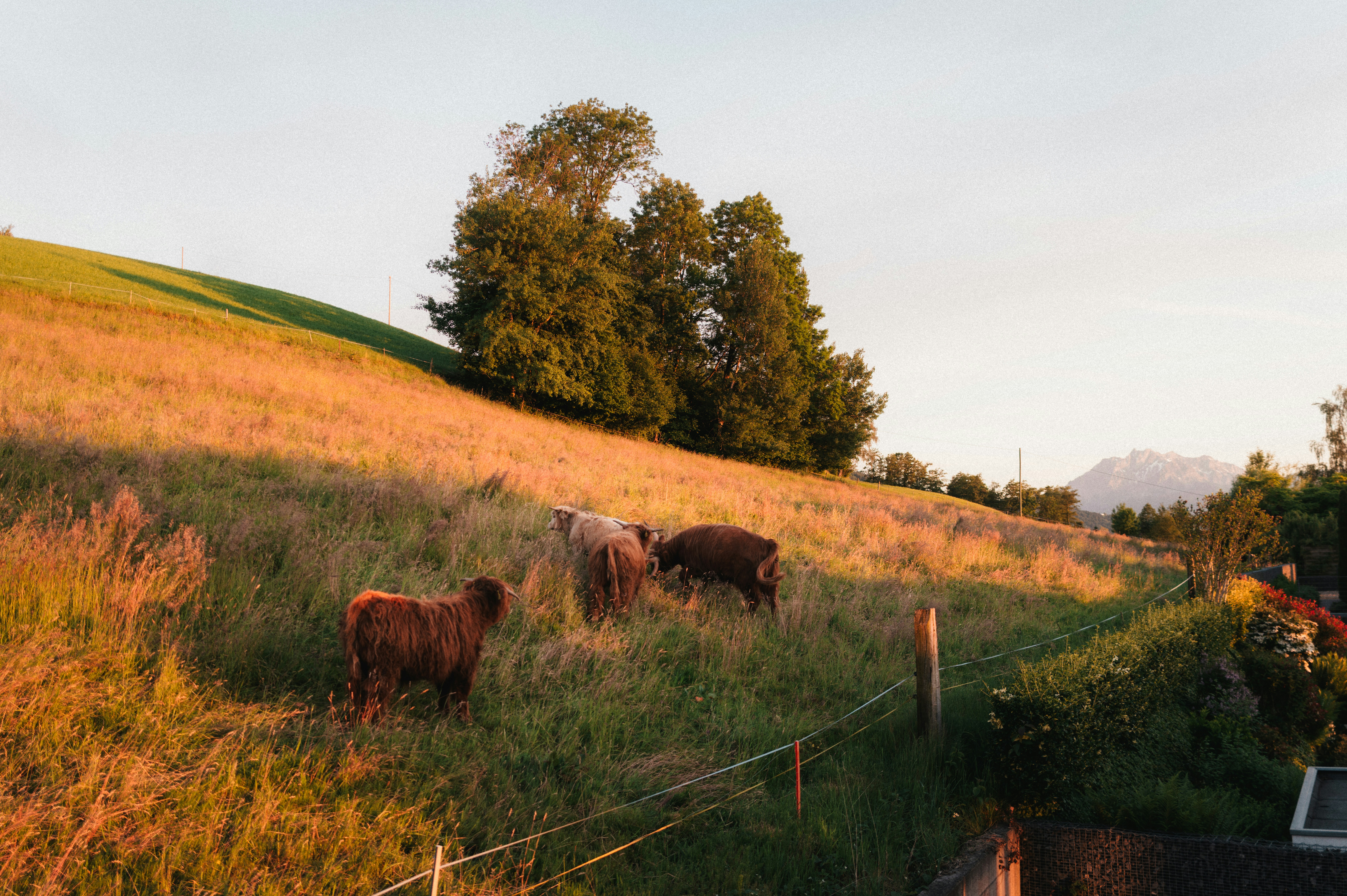 Pasture in Golden Hour: Cattle Graze on a Rolling Hill