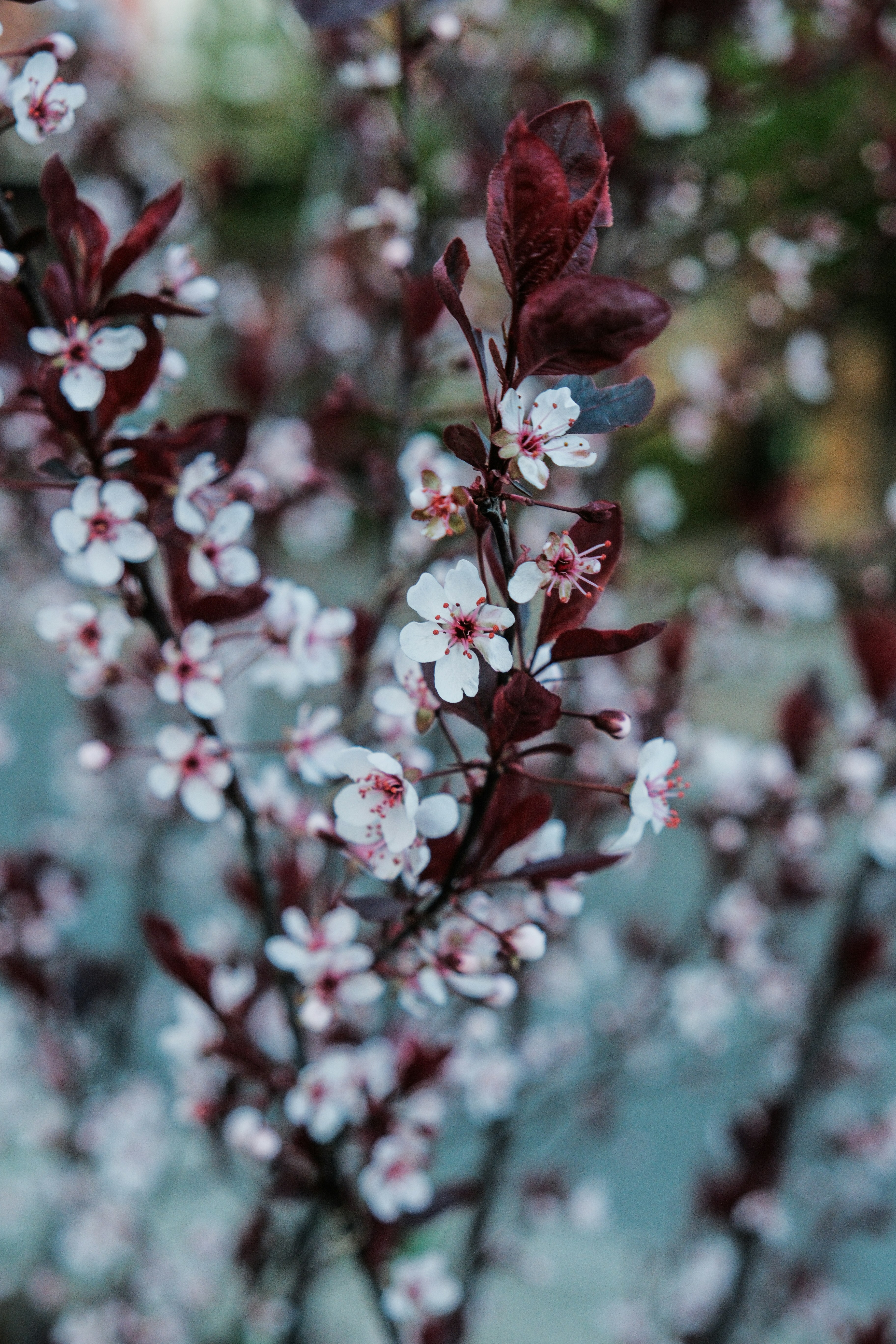 Blossoms in Crimson and Snow