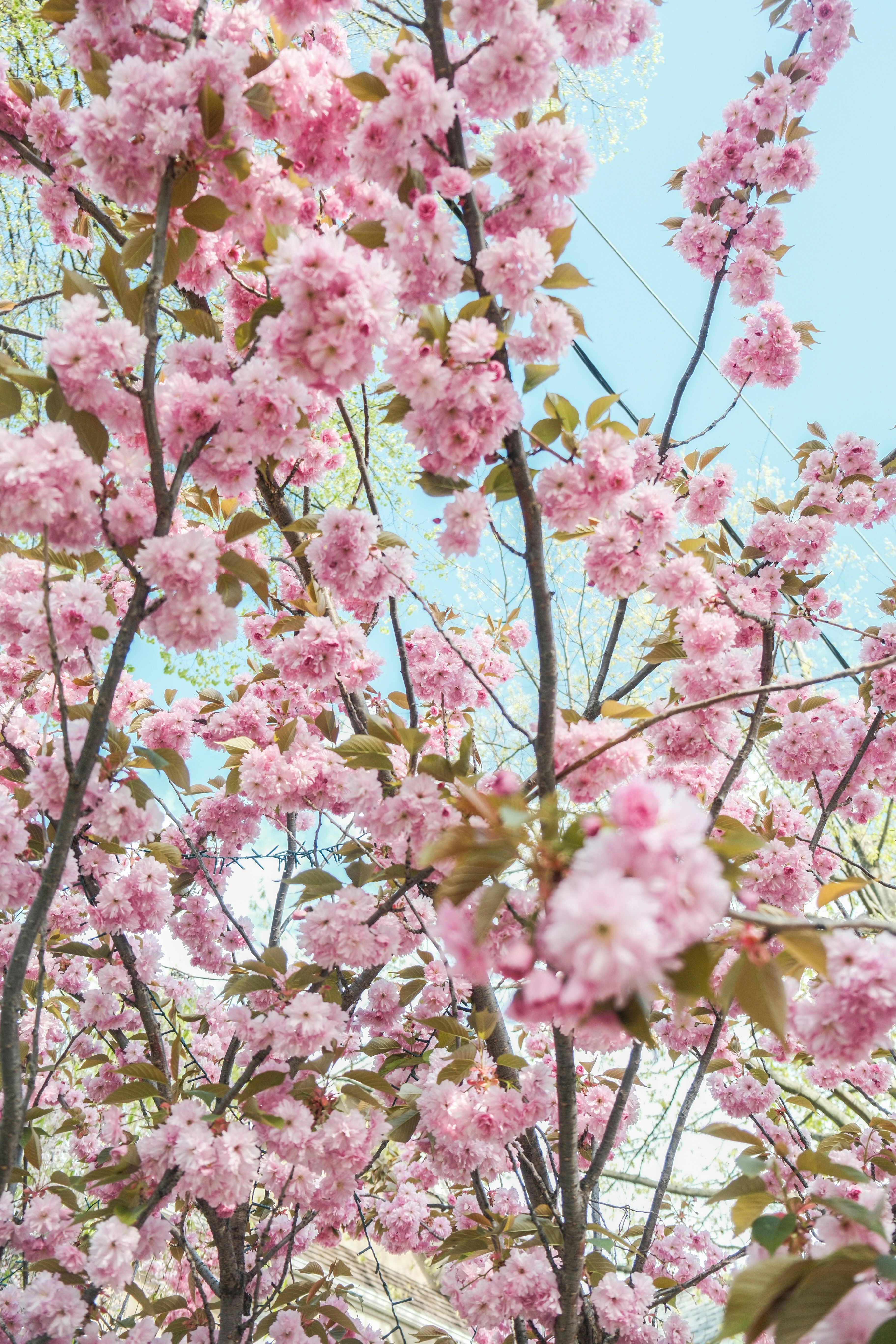 Spring Bloom Burst: Soft Pink Cherry Blossoms Against a Clear Sky