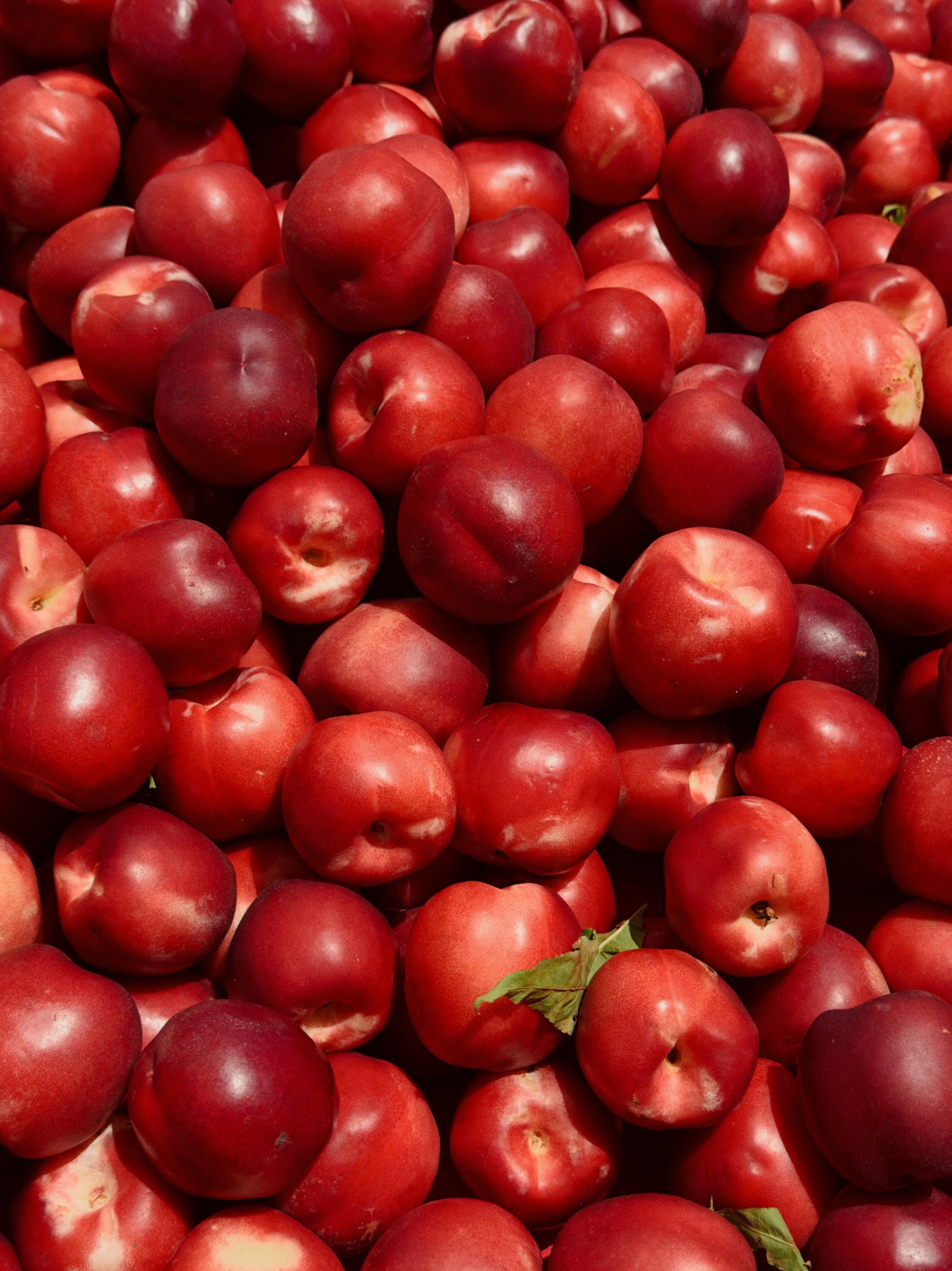 Crimson Orchard: A dense field of plump plums