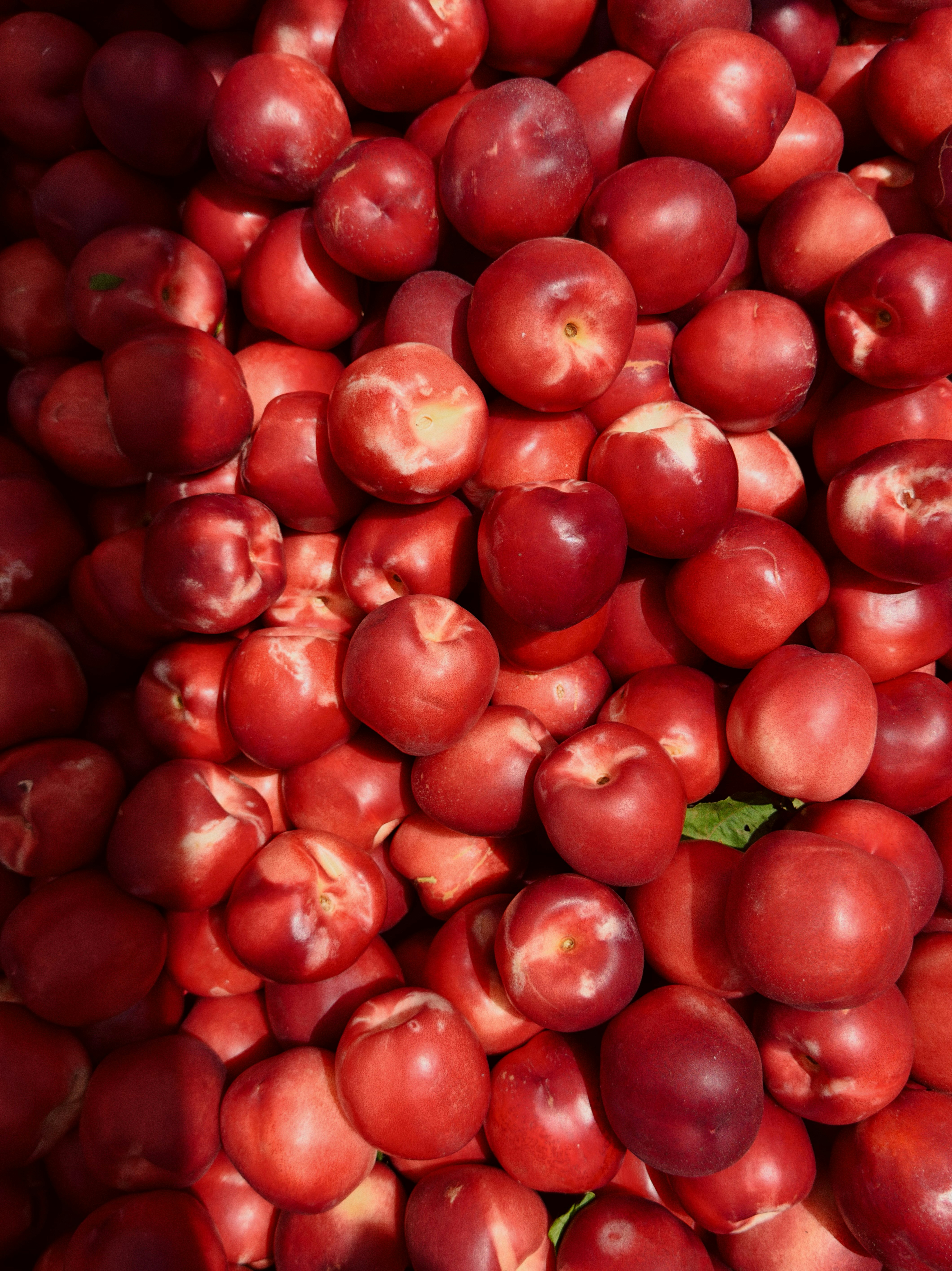 Field of Red Orbs: A Dense Berry Portrait