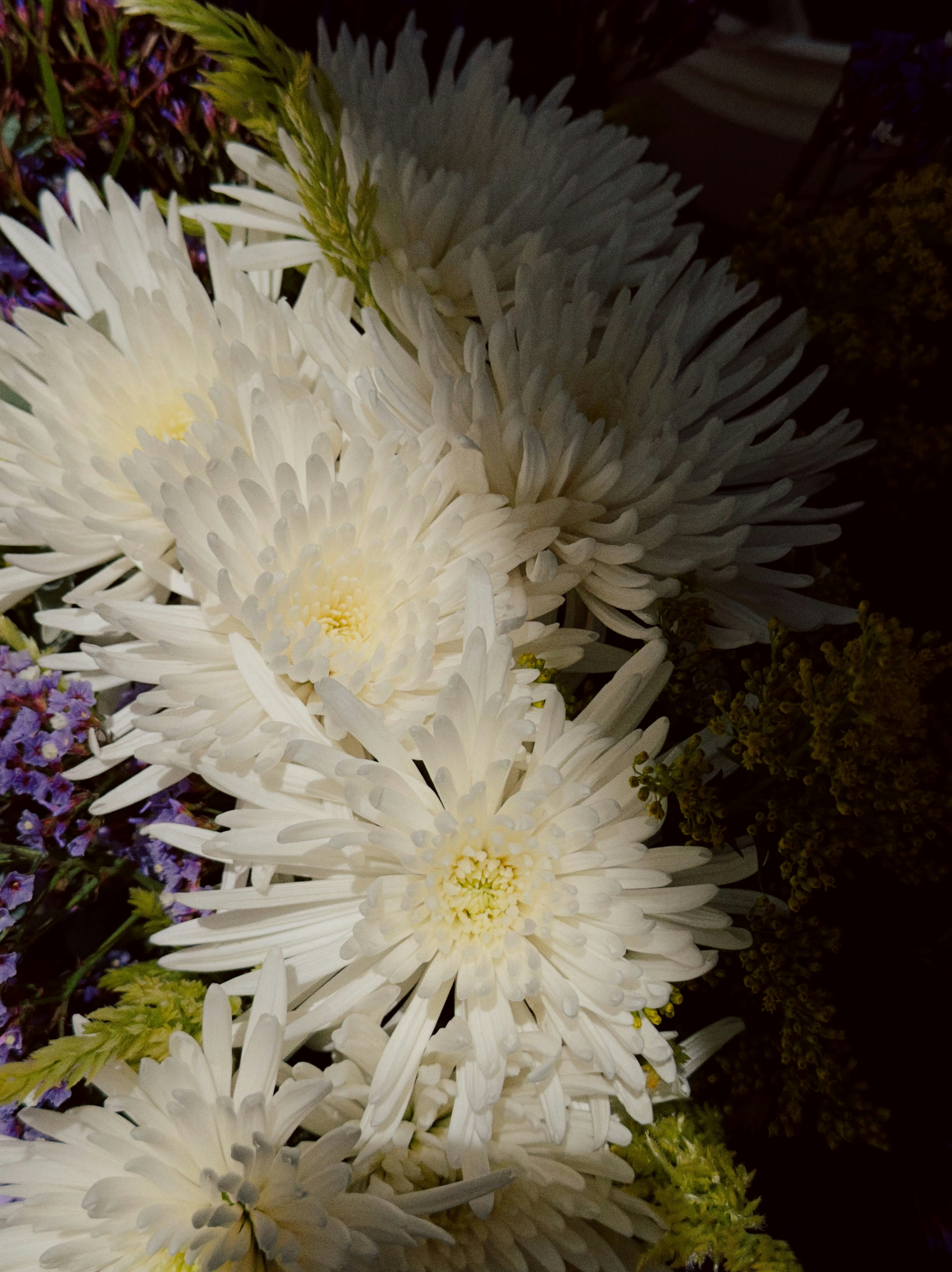 White Chrysanthemums in Soft Spotlight