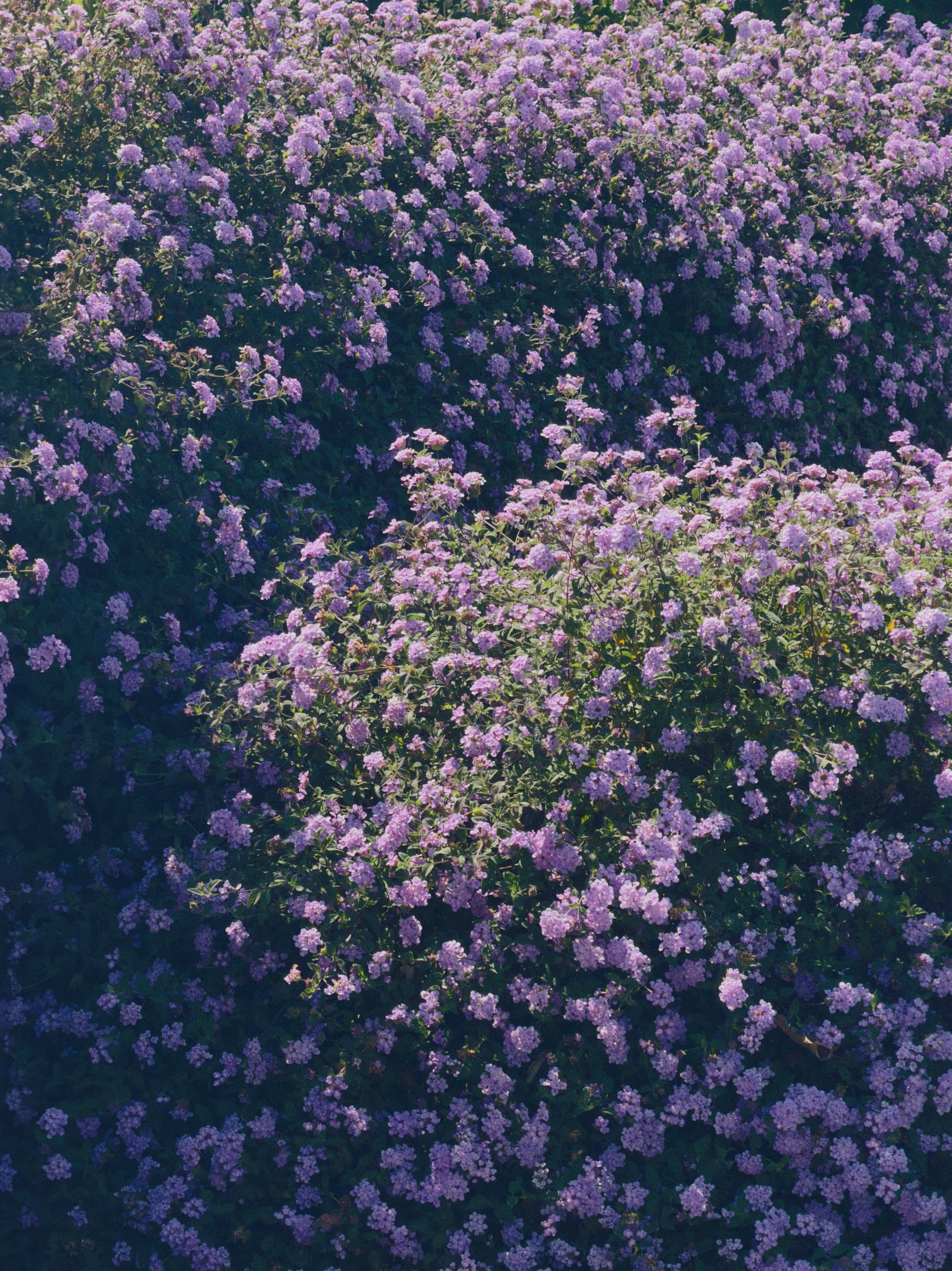 Purple hydrangea blanket under soft summer light
