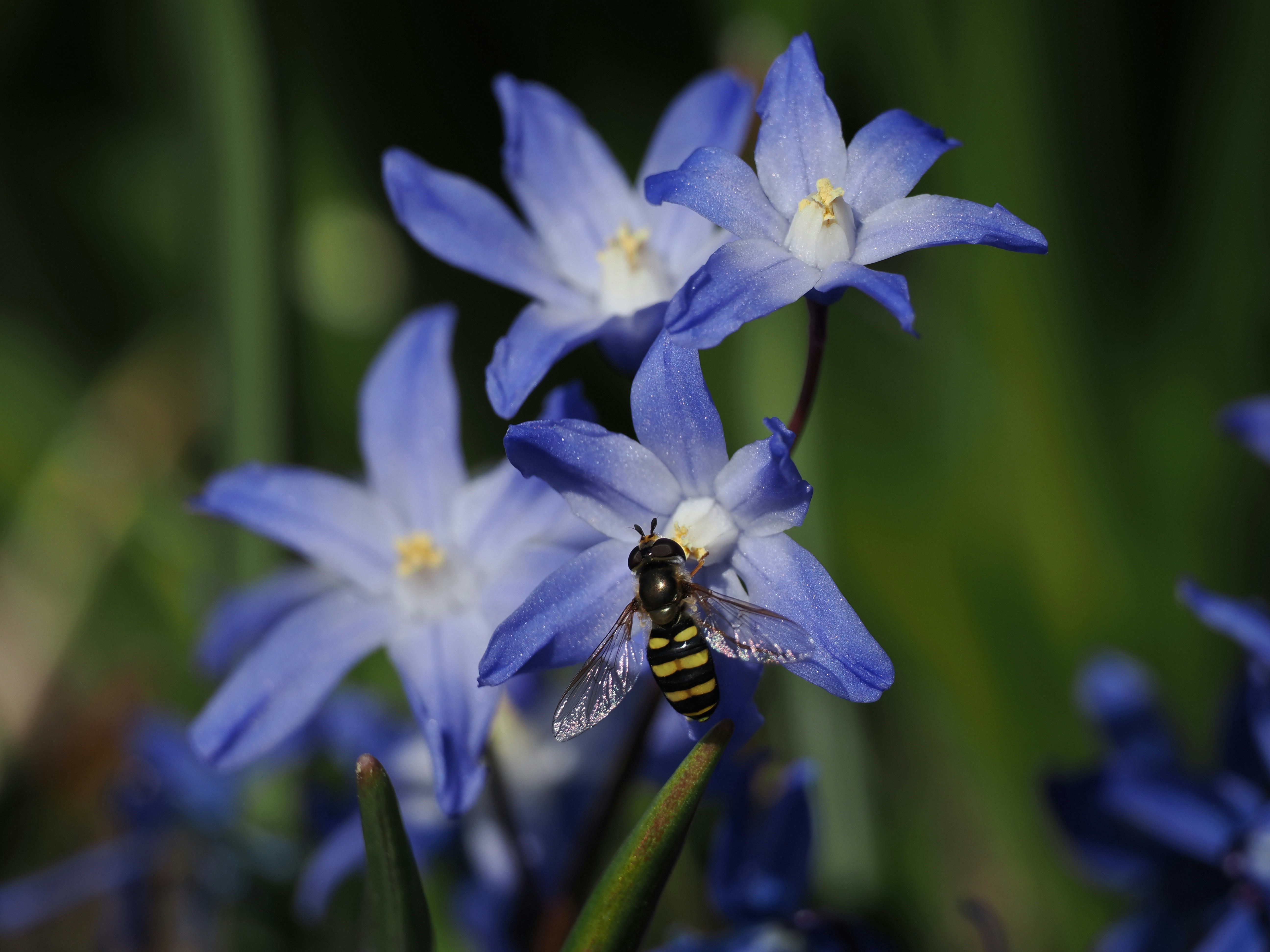 Blue Starflowers at Dawn: A Bee Pause