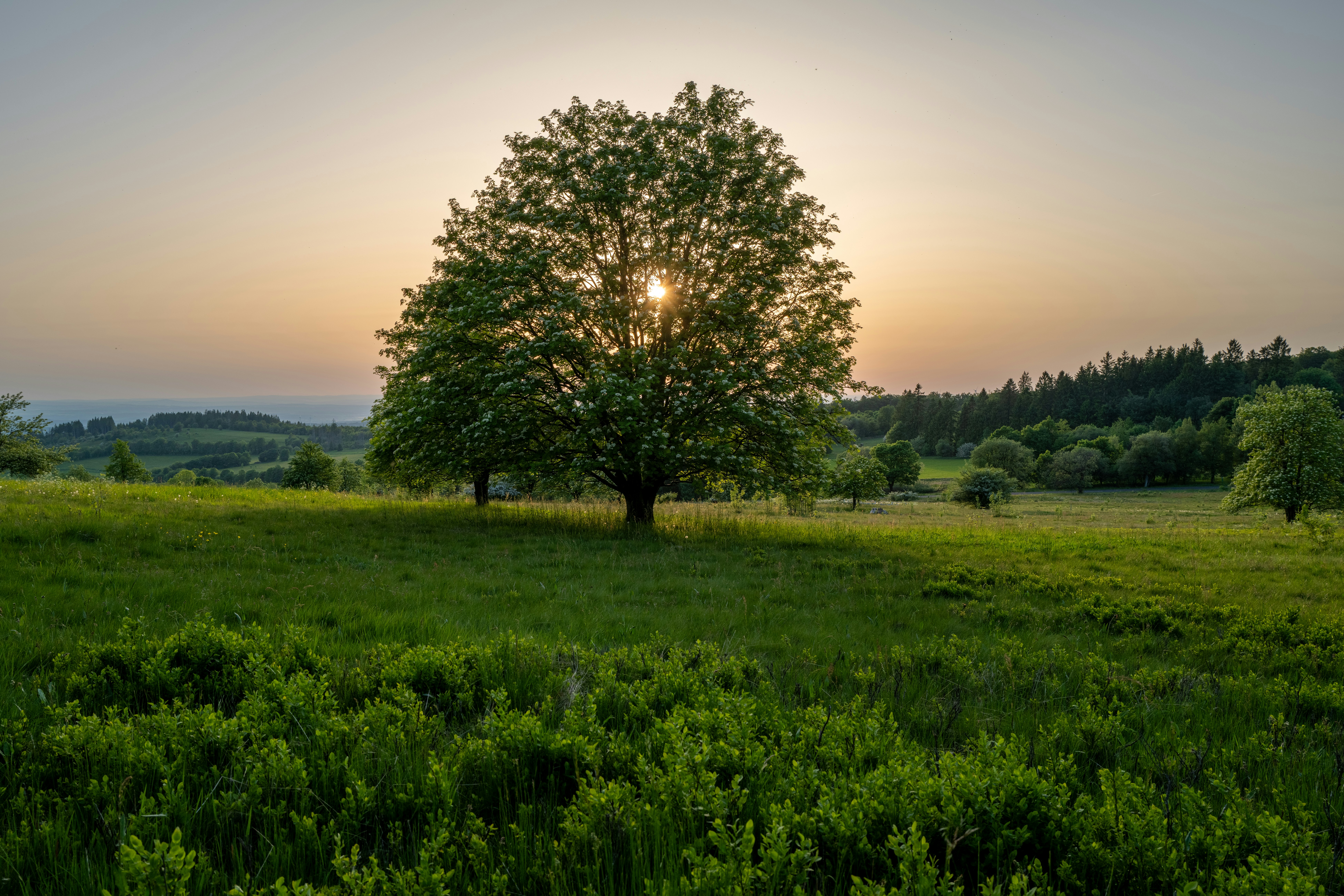 Solitary Oak at Sunset: Field in Quiet Doldrums