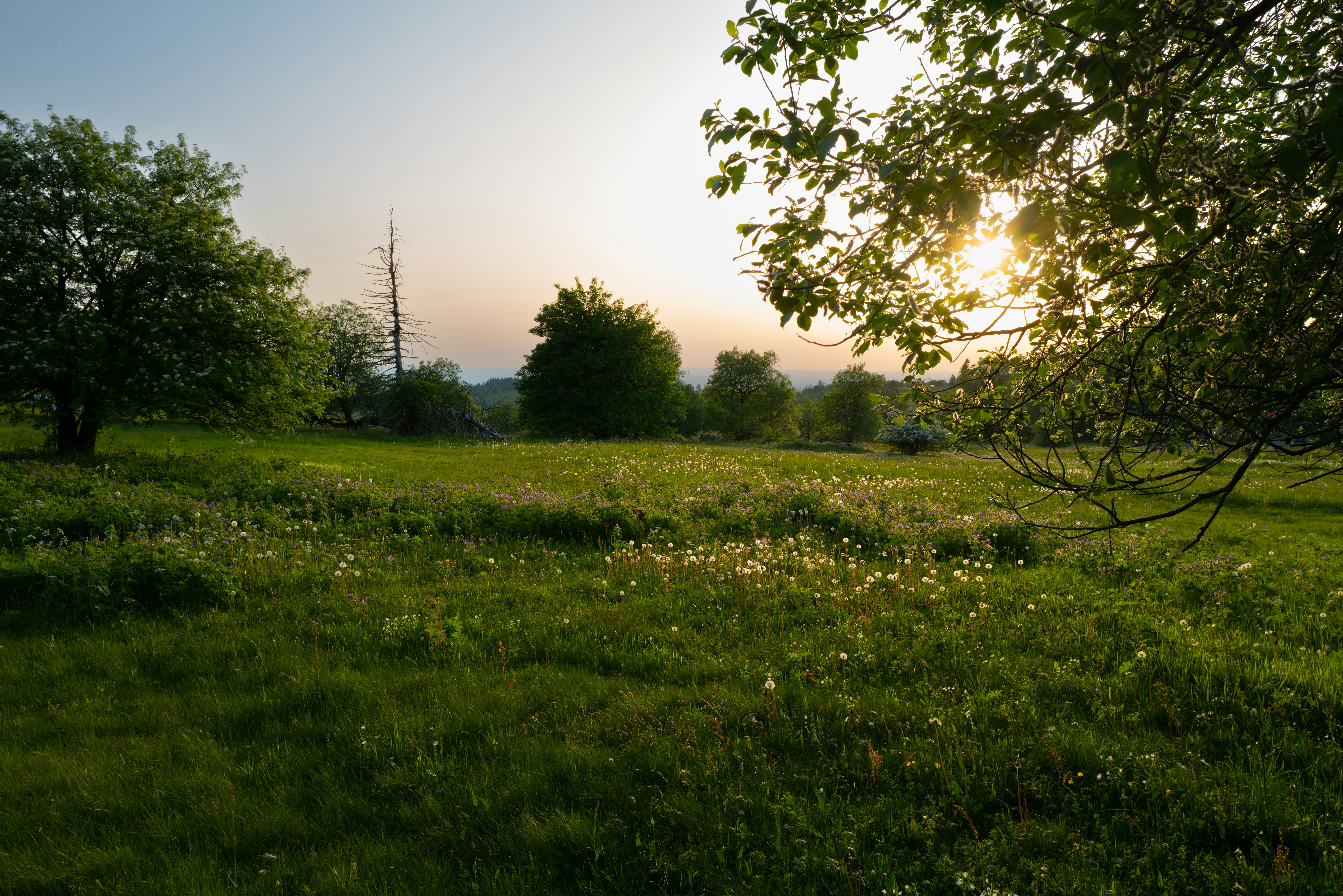 Dawn Over the Meadow: Sunlit Field Beneath Framing Trees