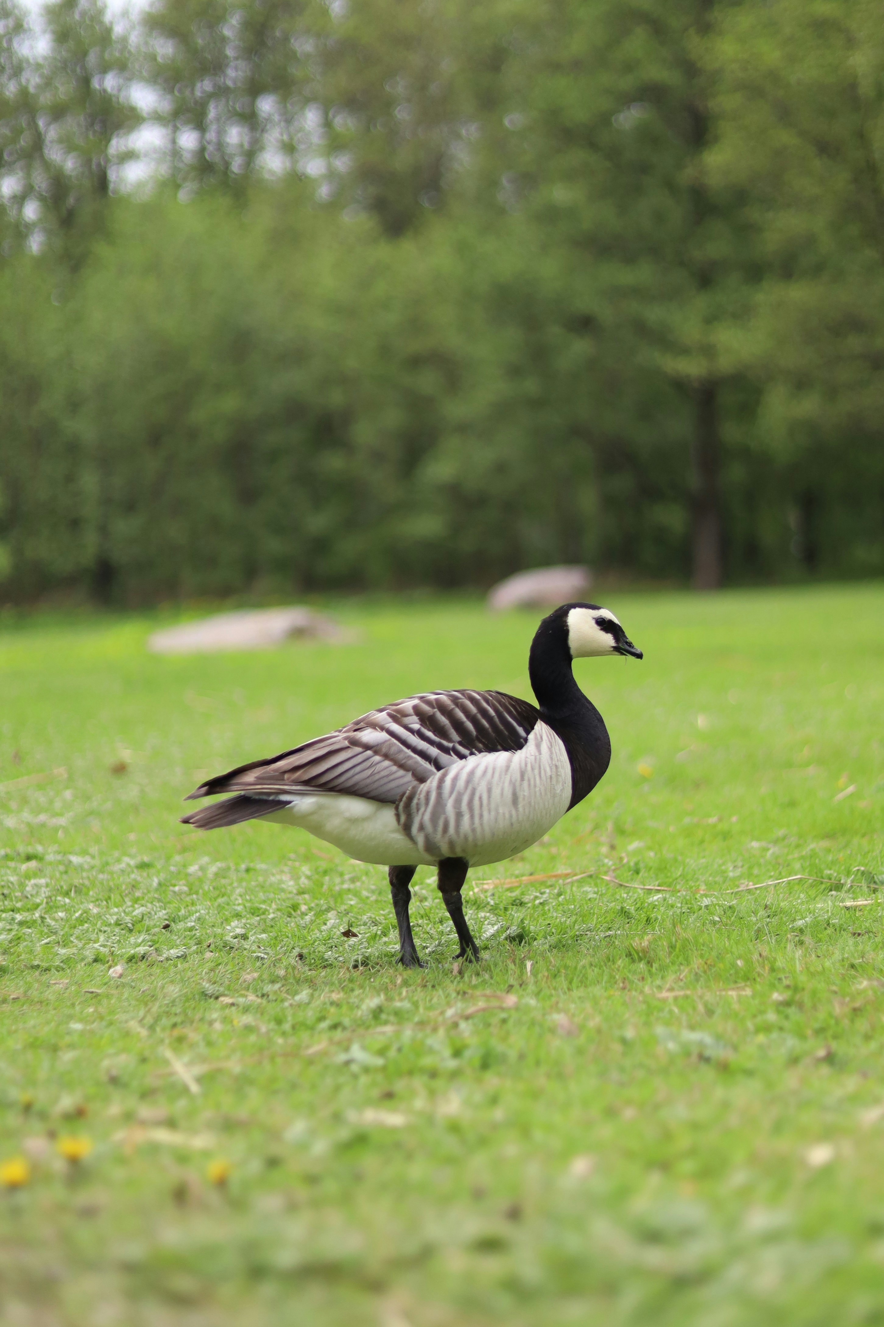 Green Meadow Portrait: Canada Goose in Focus