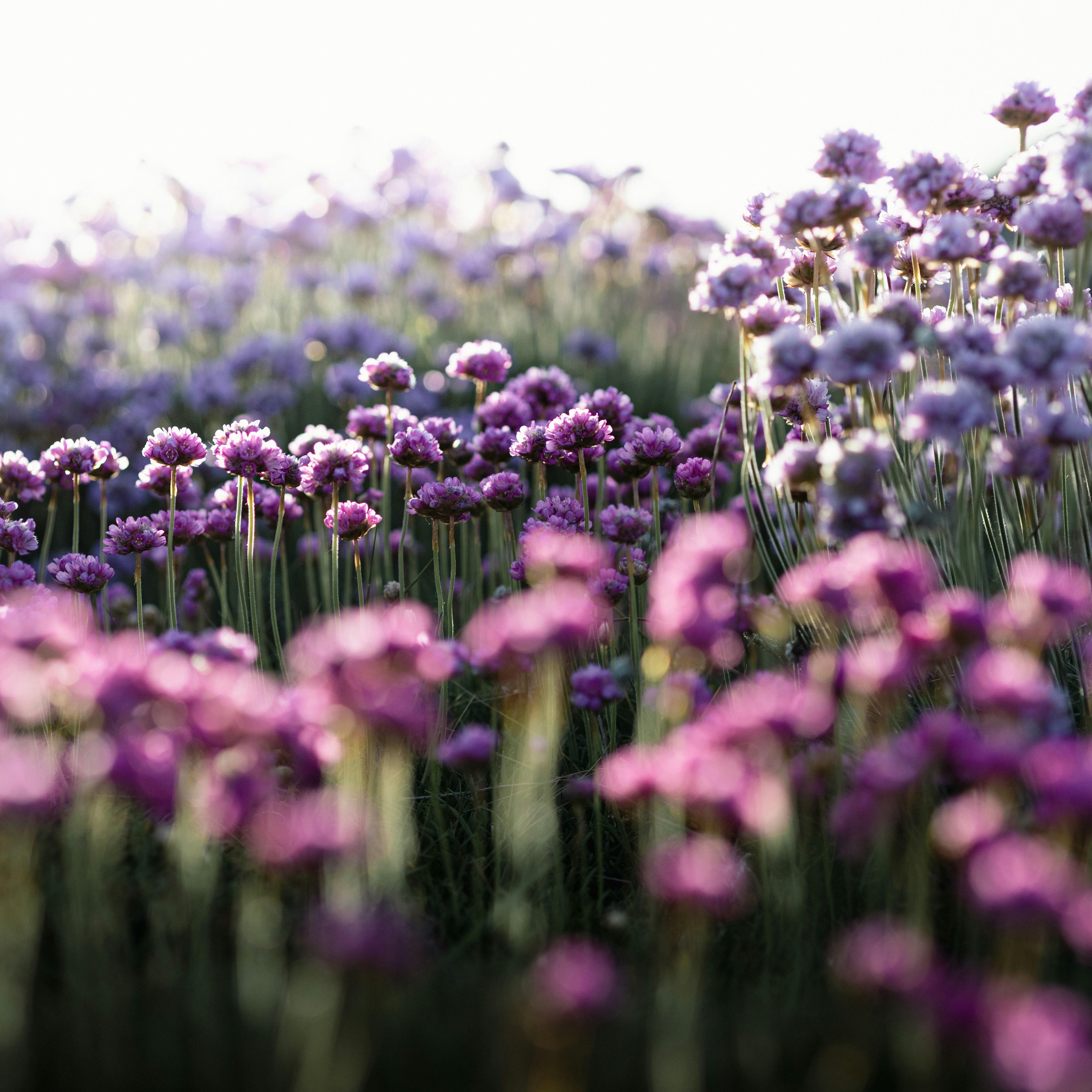 Lavender Tide: A Field of Blurred Purple Heads in Sunlit Quiet