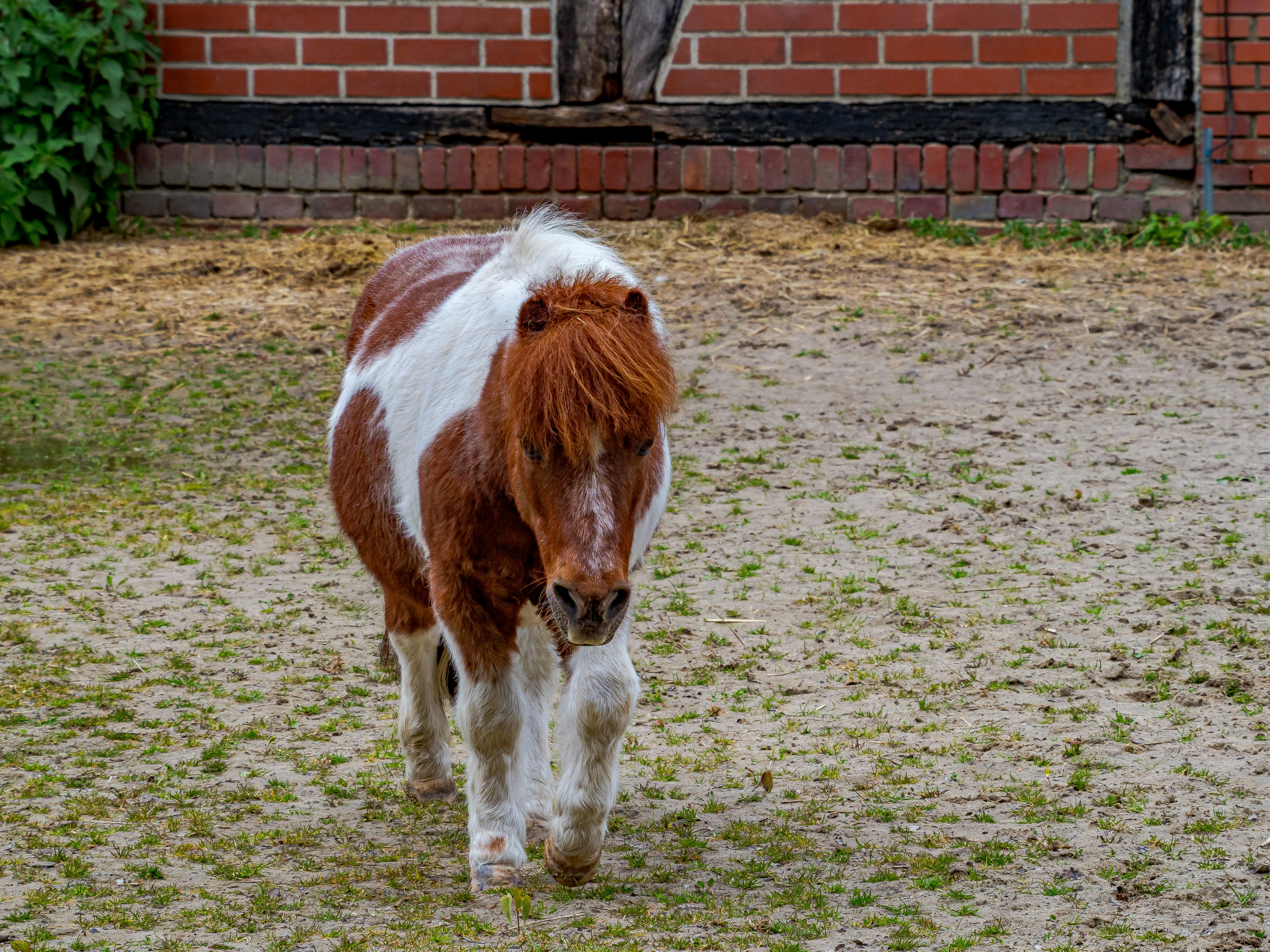 Patrolling Pony: A Brown-White Pony Steps Across a Gravel Yard