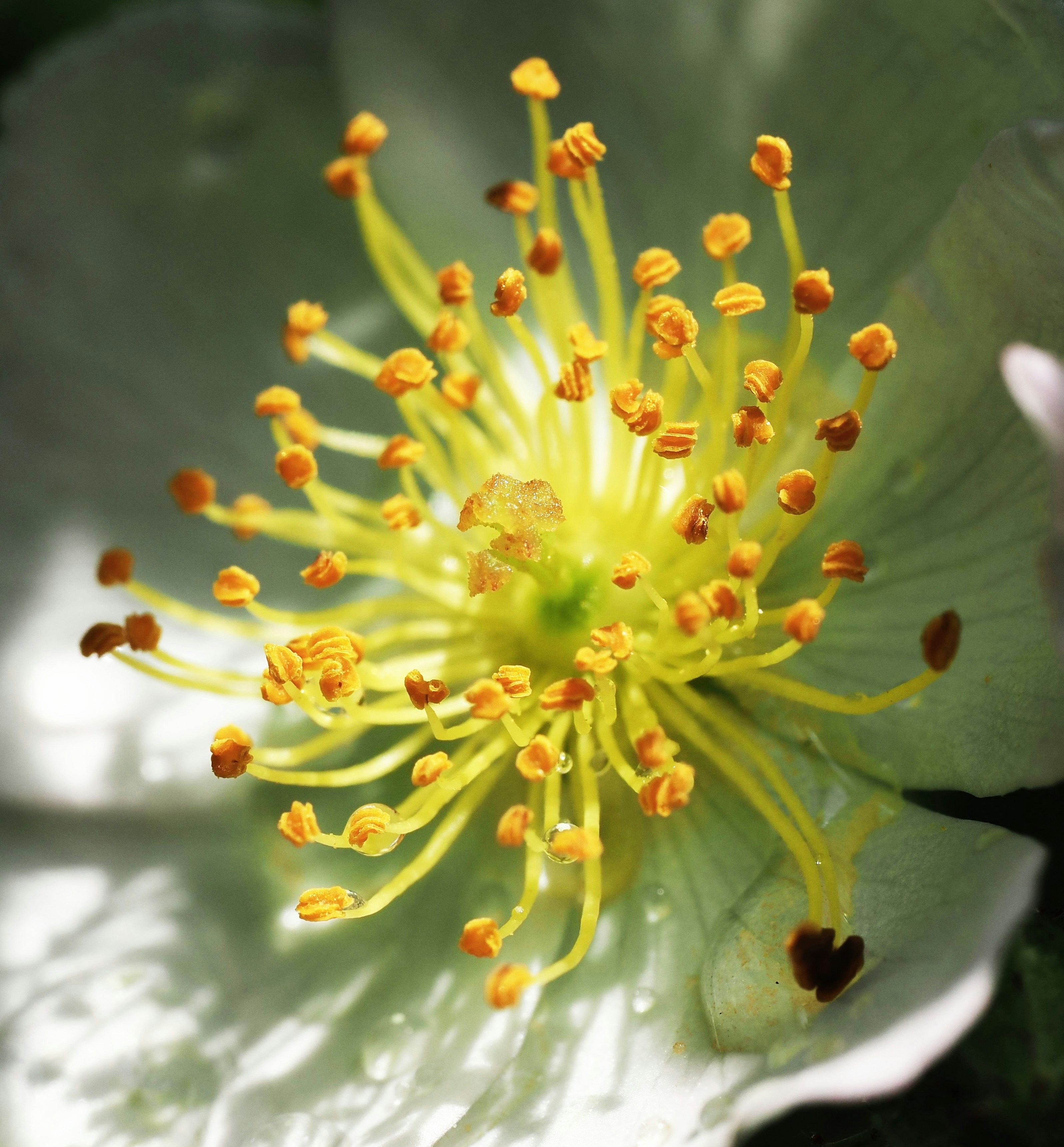 Golden Anther Bloom: A Macro Portrait of Stamen Radiance