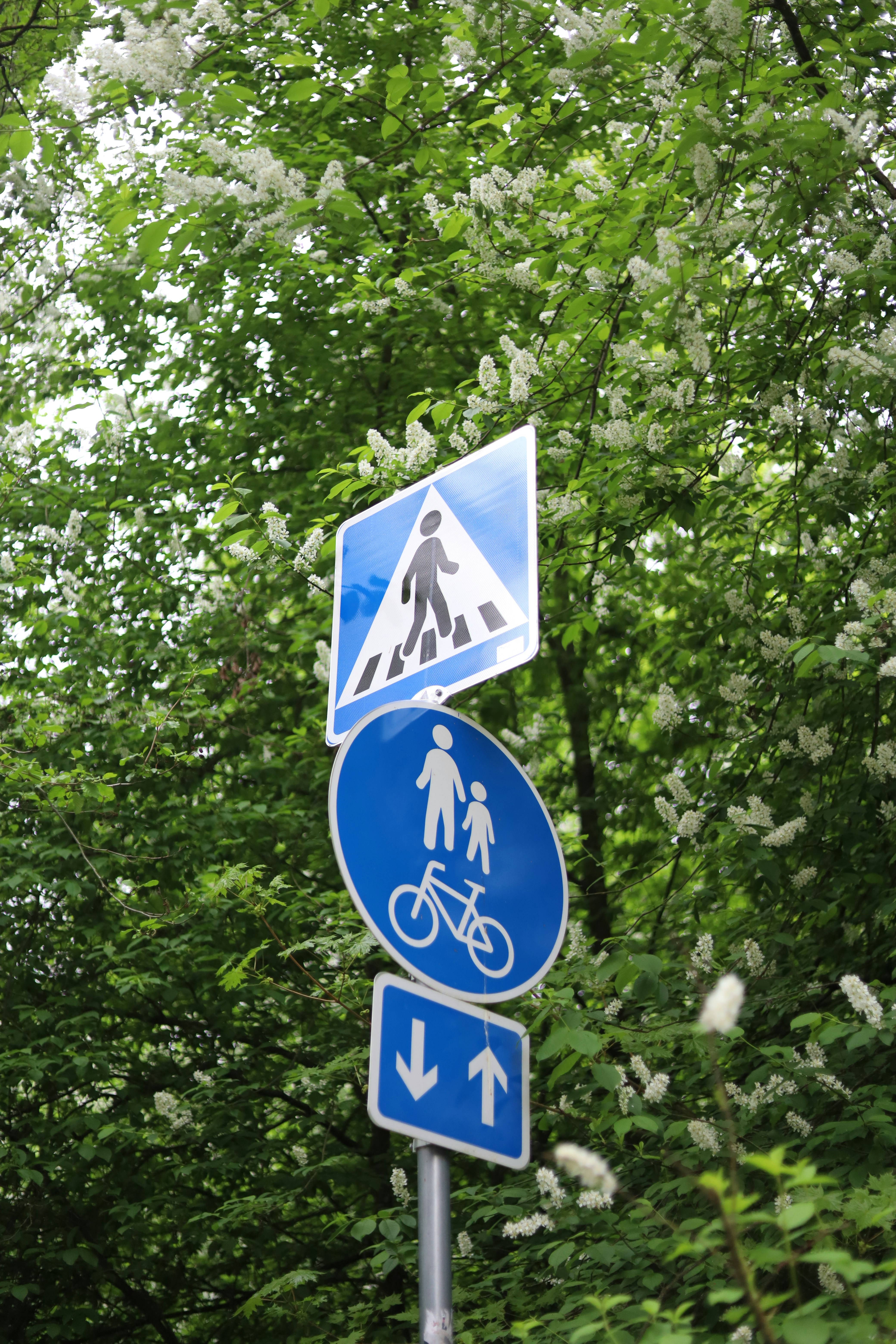 Urban Sign Cascade: A Trio of Blue Signposts Framed by Spring Trails