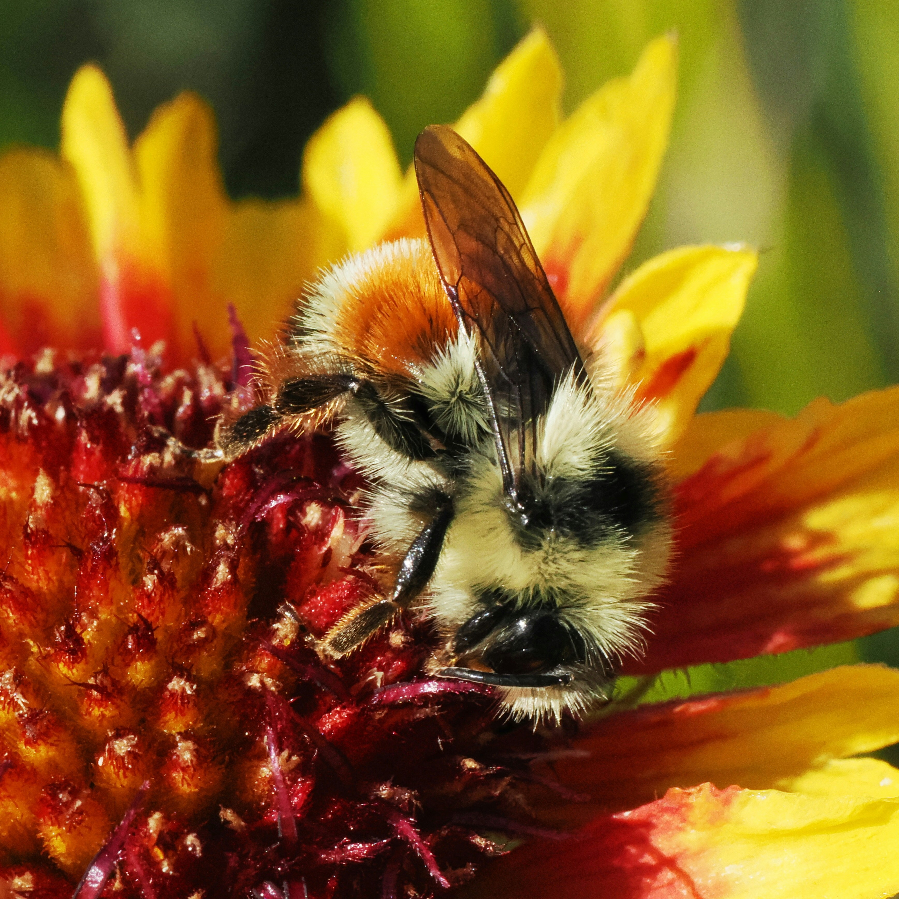 Honeybee in sharp focus on a fiery bloom
