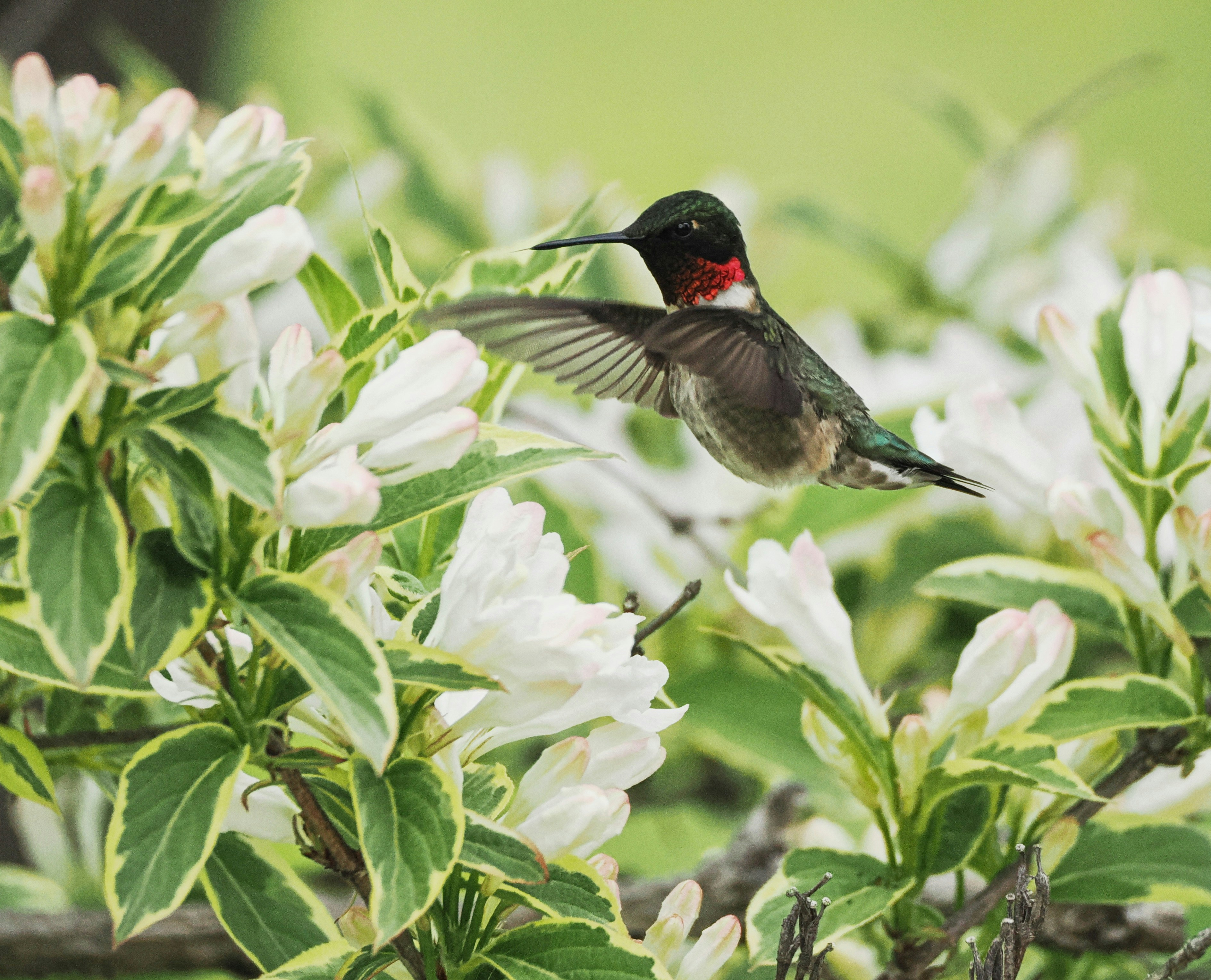Ruby-throated Hummingbird in Blooming Azaleas