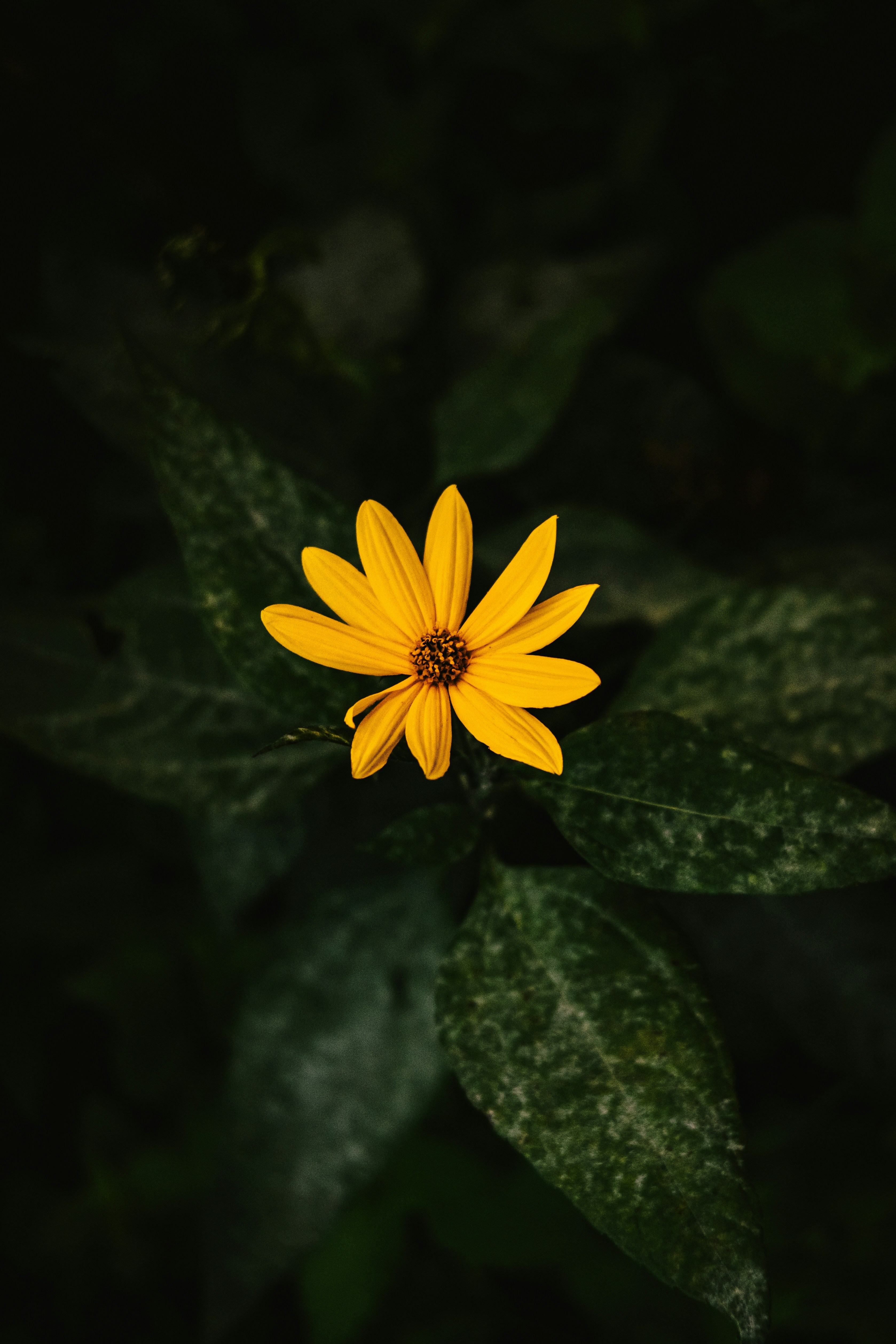 Golden Bloom Centerstage in Velvet Darkness