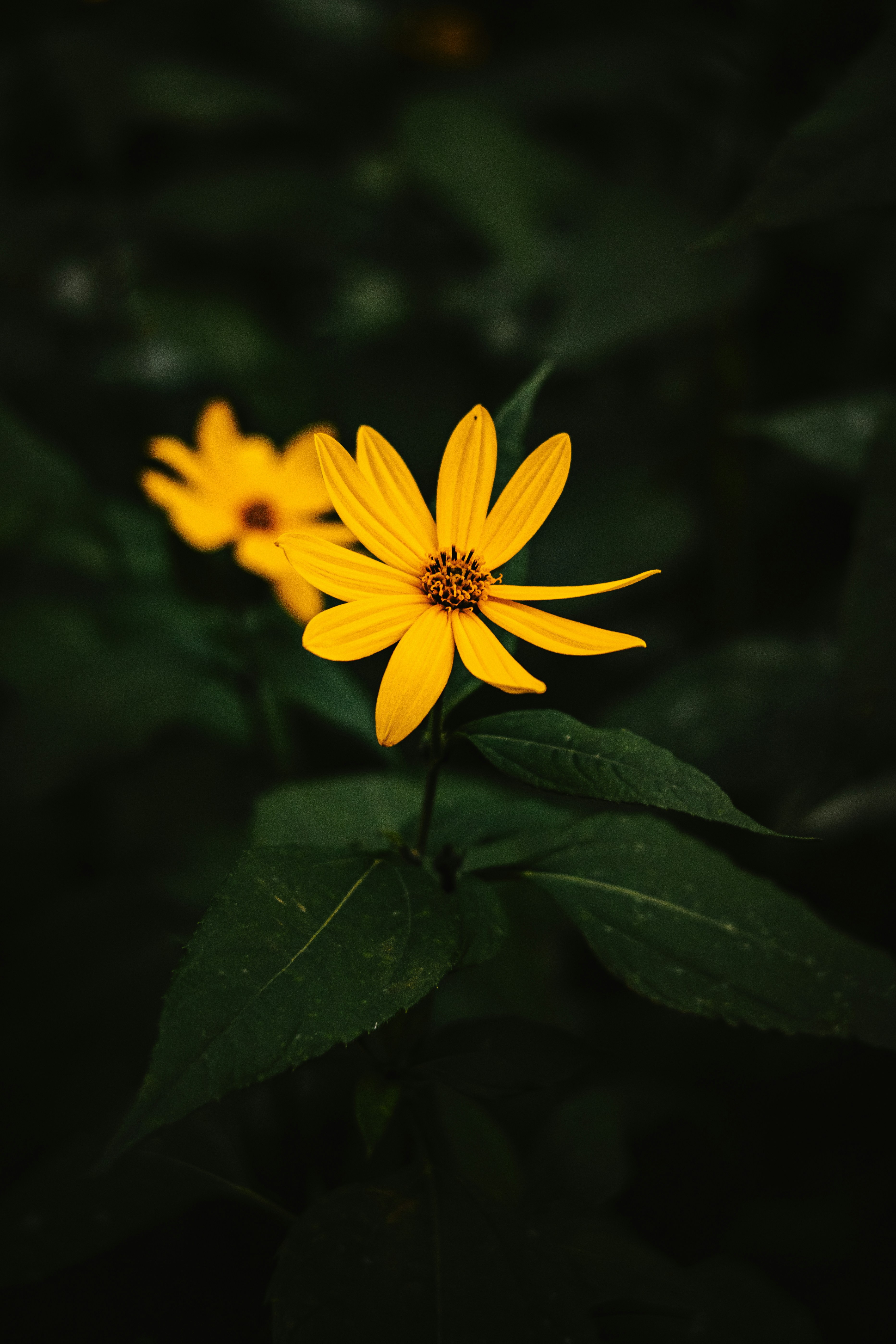 Golden Bloom in Shadowed Green
