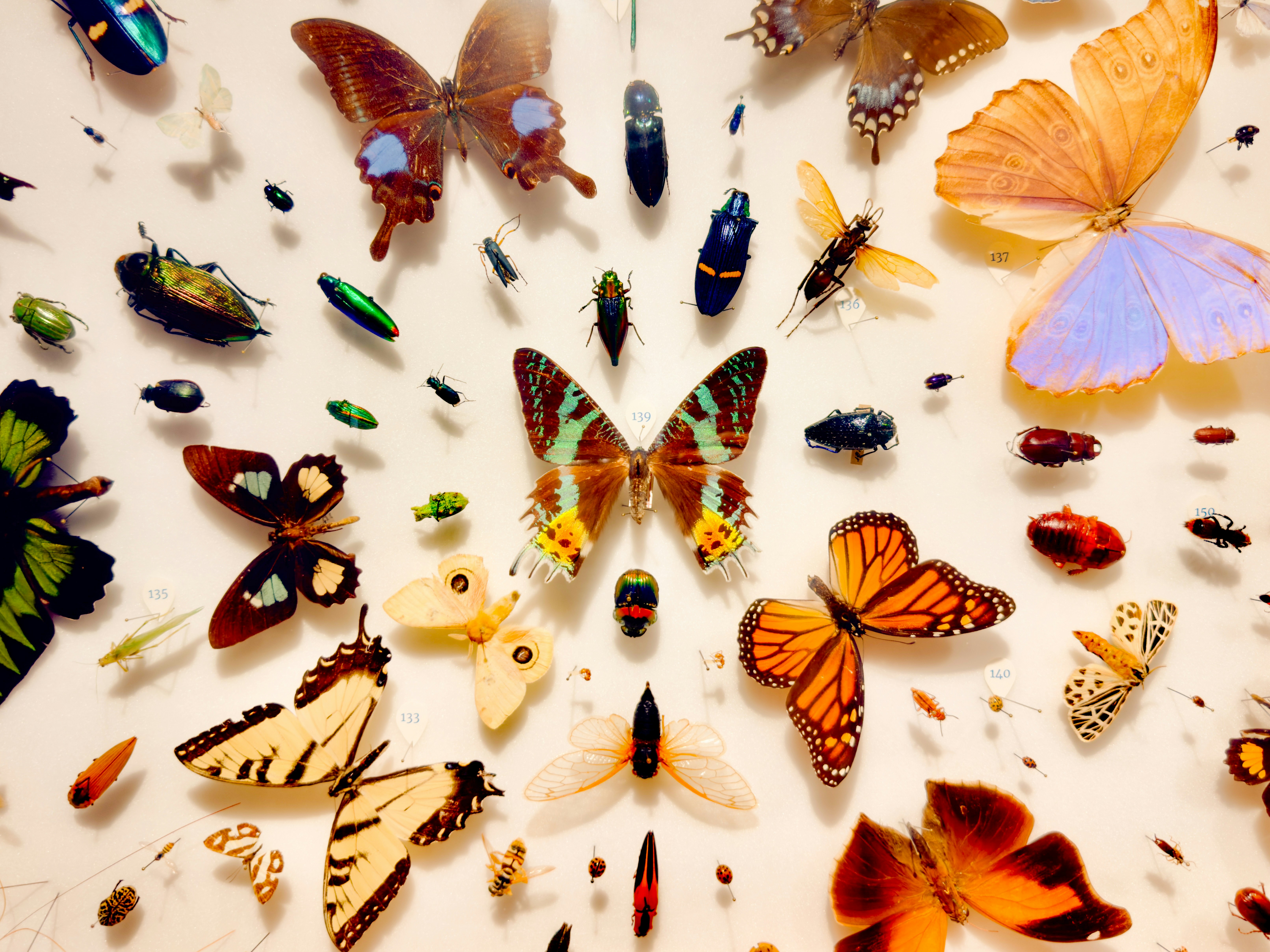entomology museum at penn state.