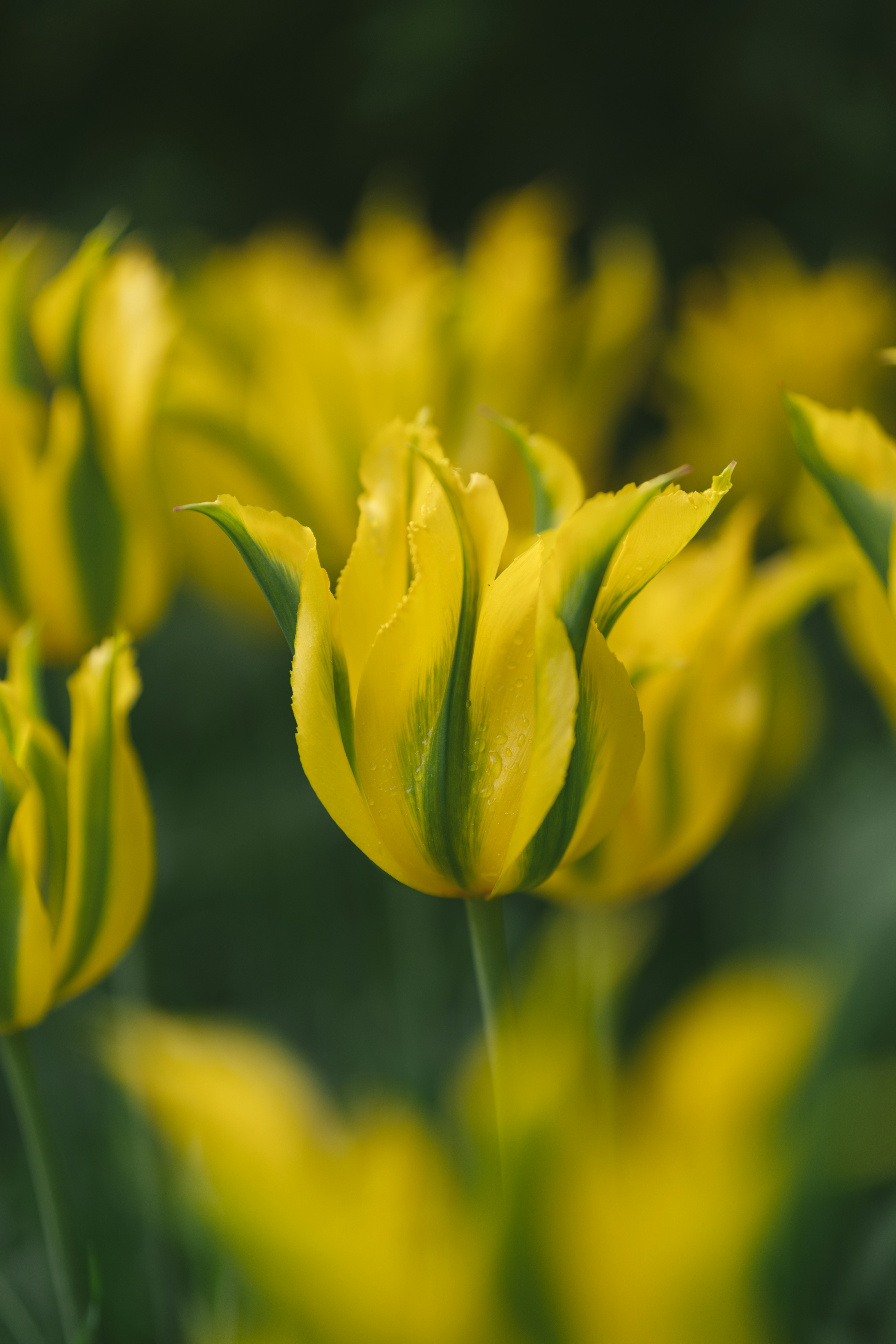 Golden Tulip in Focus: A Field of Bright Threads