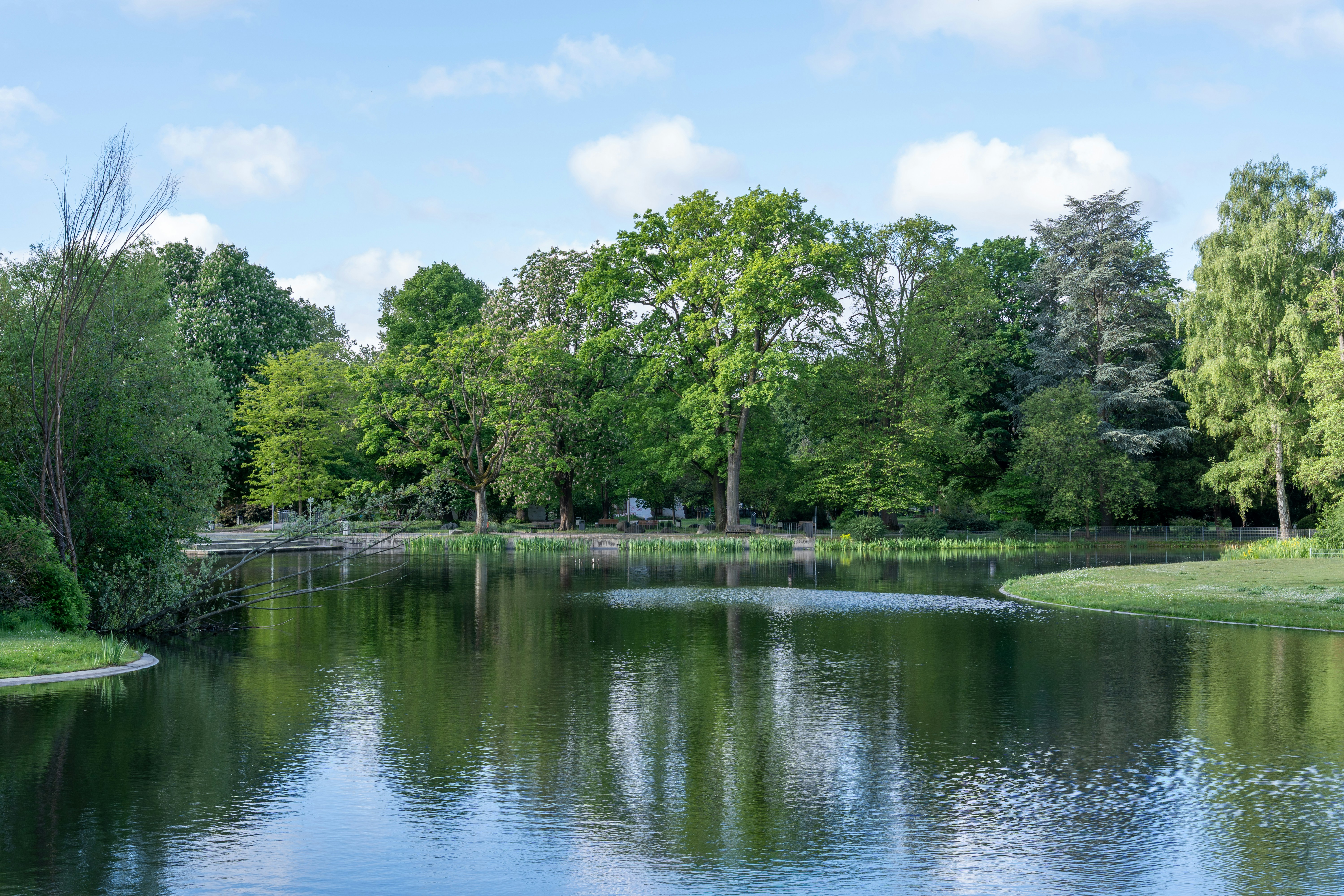 Serene Park Pond Mirrored in Quiet Morning Light