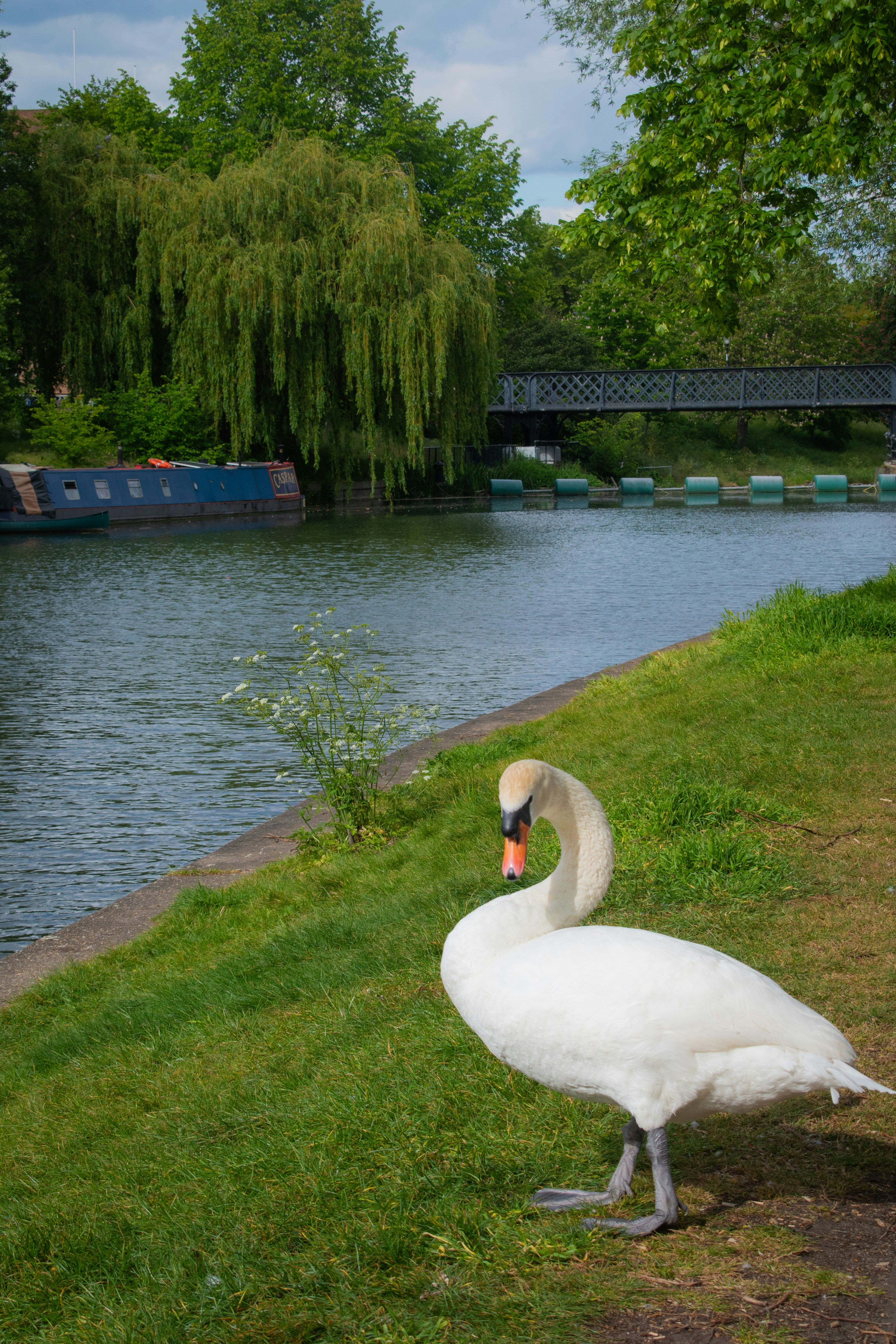 Graceful Swan at the Water's Edge