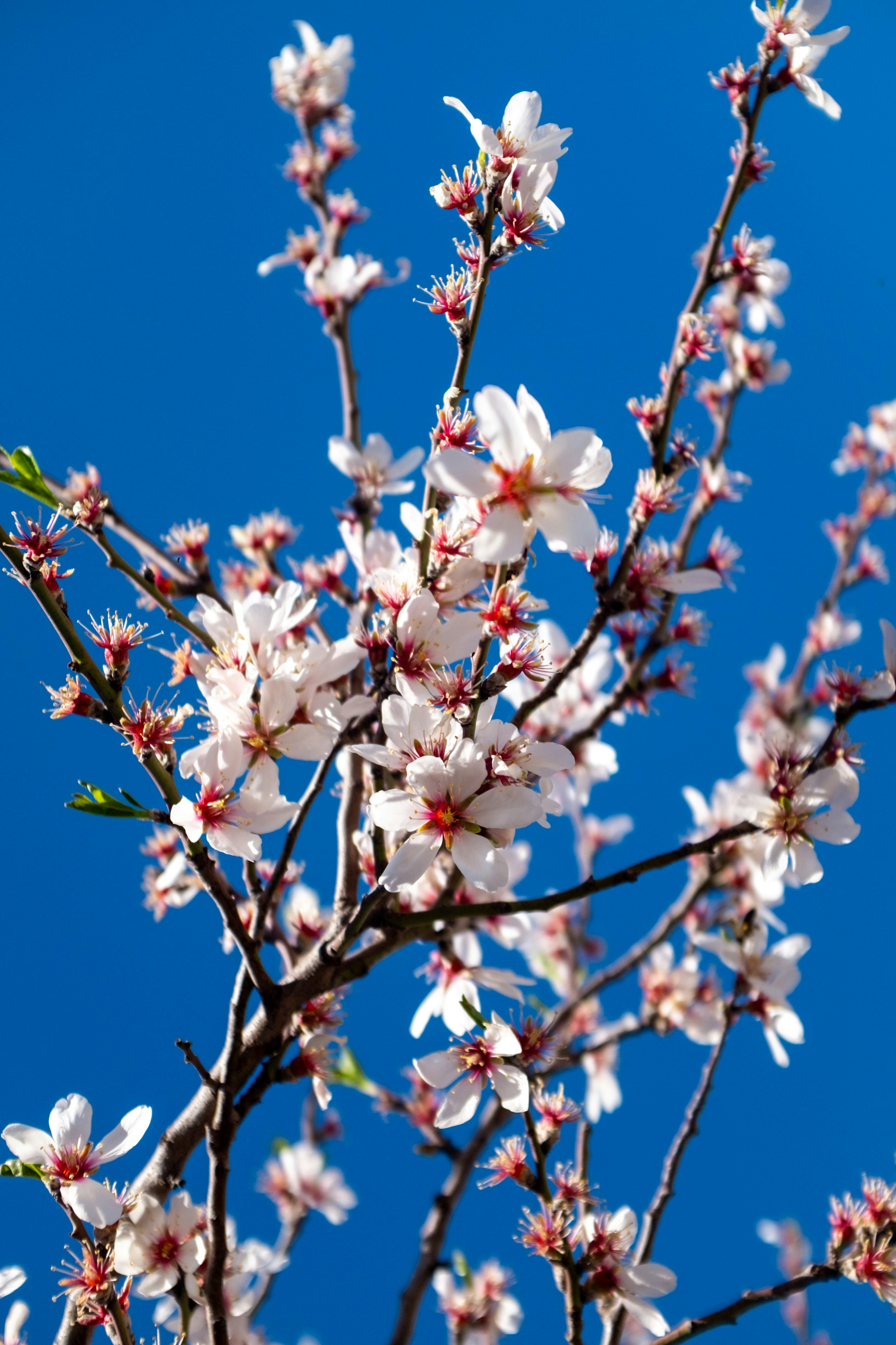 Azure Sky Bloom: White Petals Against a Clear Blue