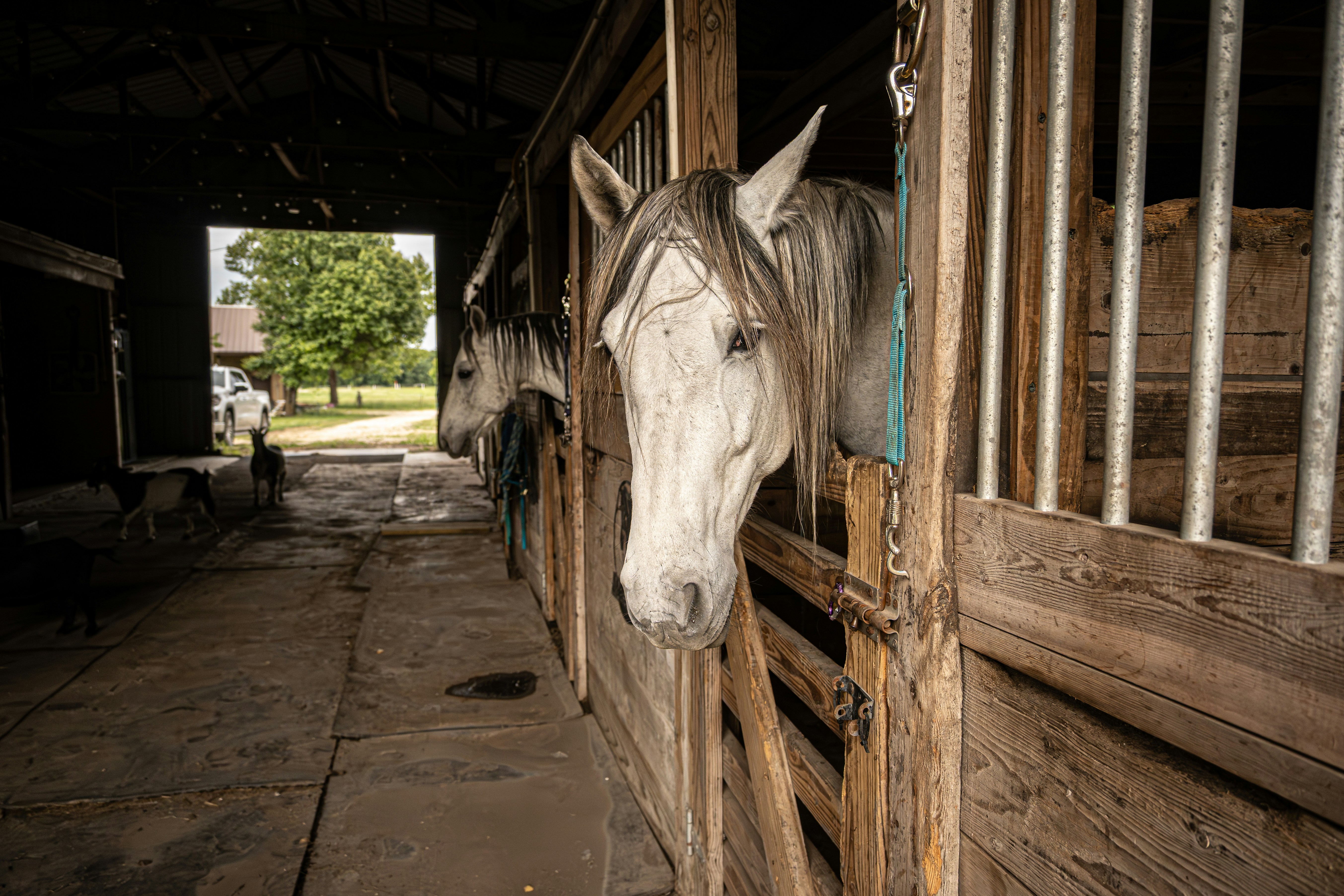 Gentle Giant at the Stable Doorway