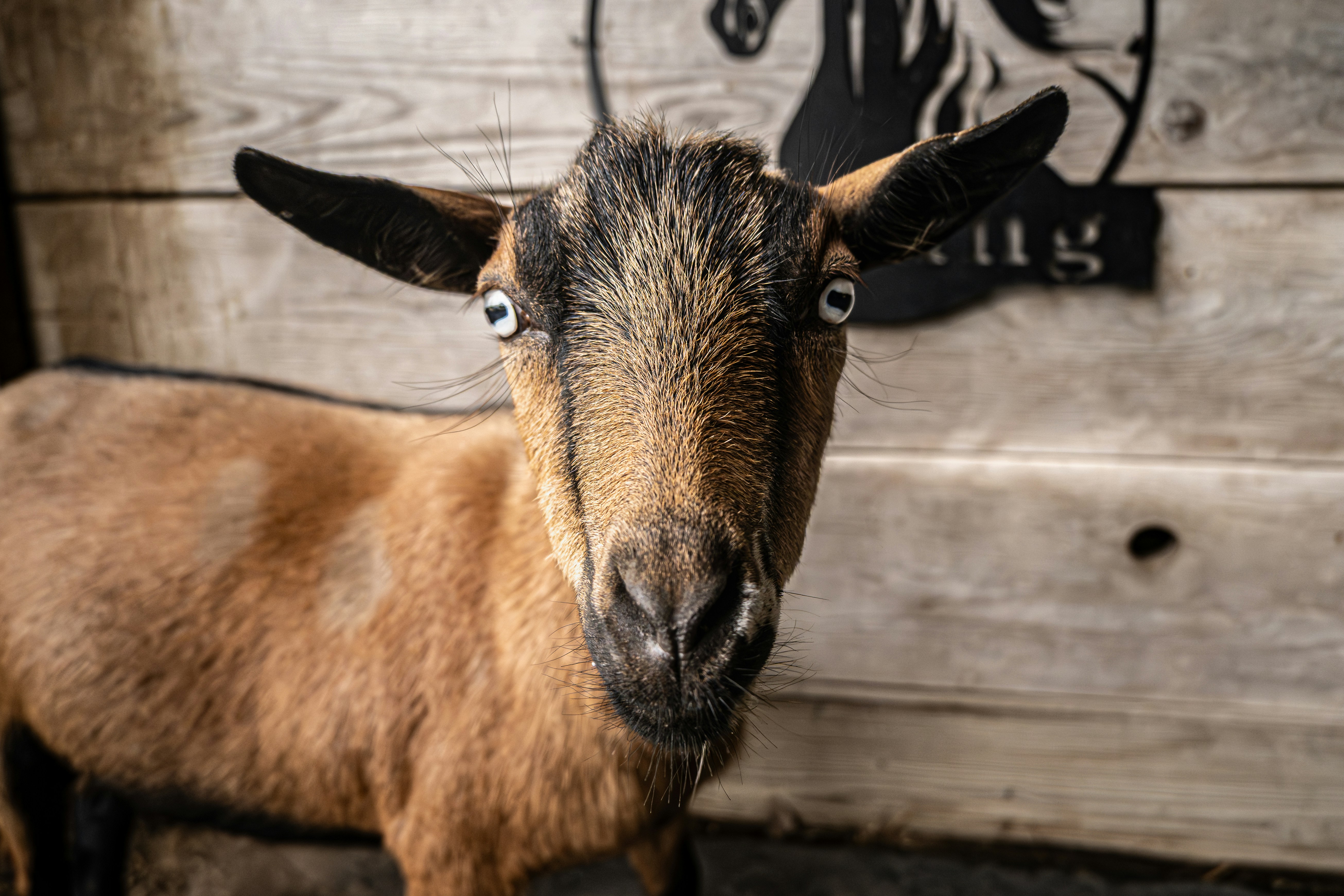 Direct Gaze: A Curious Goat Front-and-Ccenter