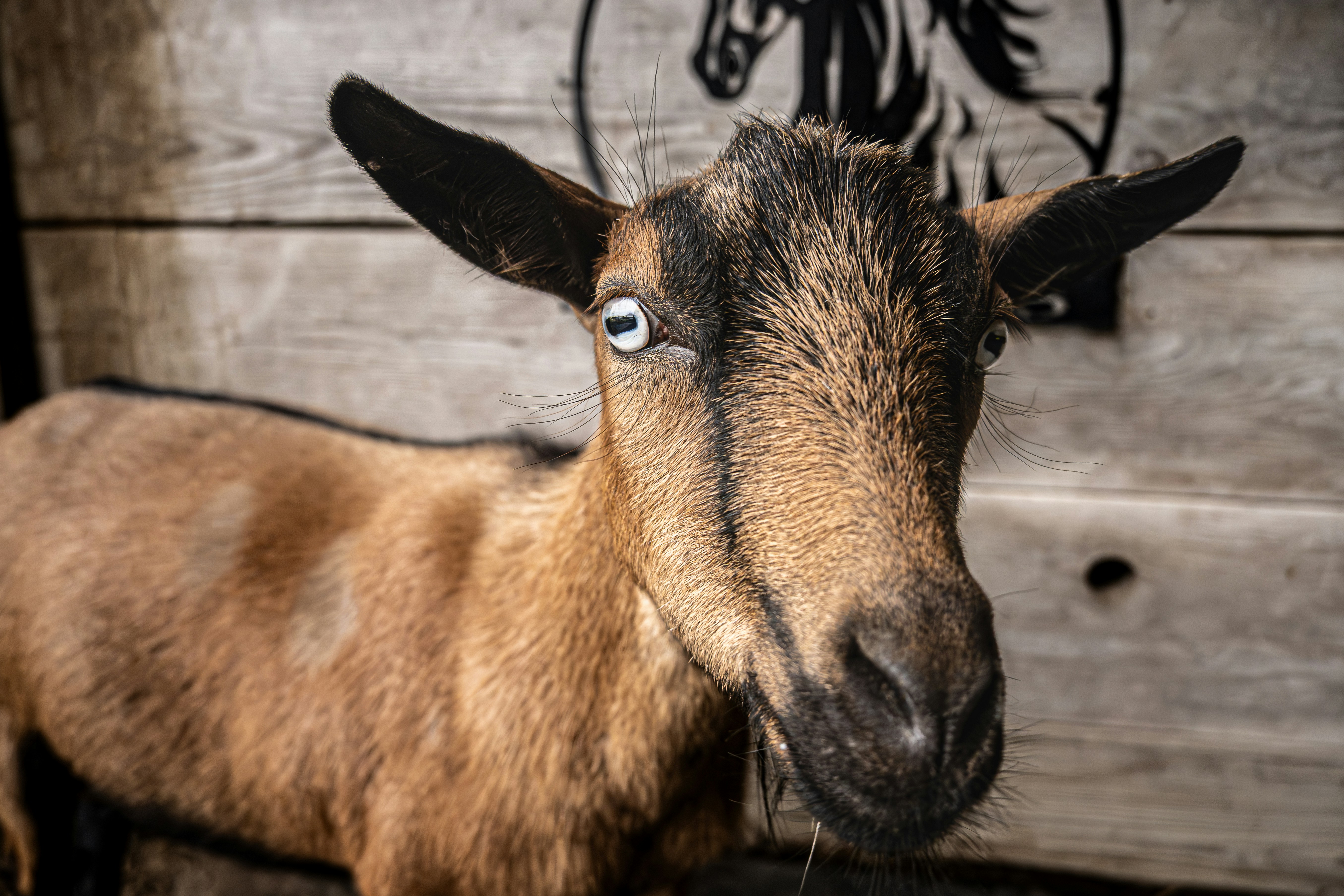 Curious Bottled Gaze: A Goat Peering Through the Stable Planks