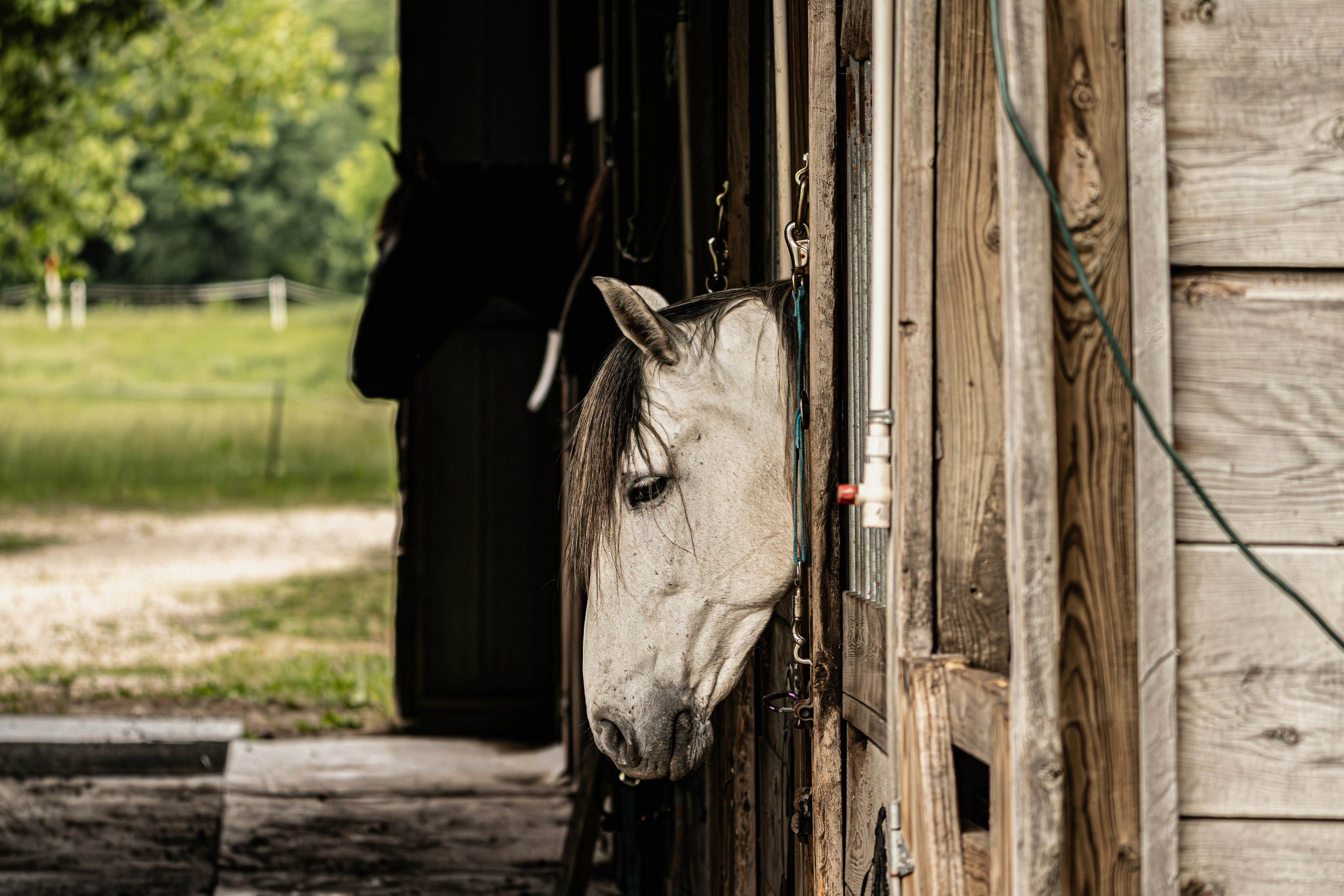 Horse in a Stable Frame: Quiet Gaze from a Wooden Stall
