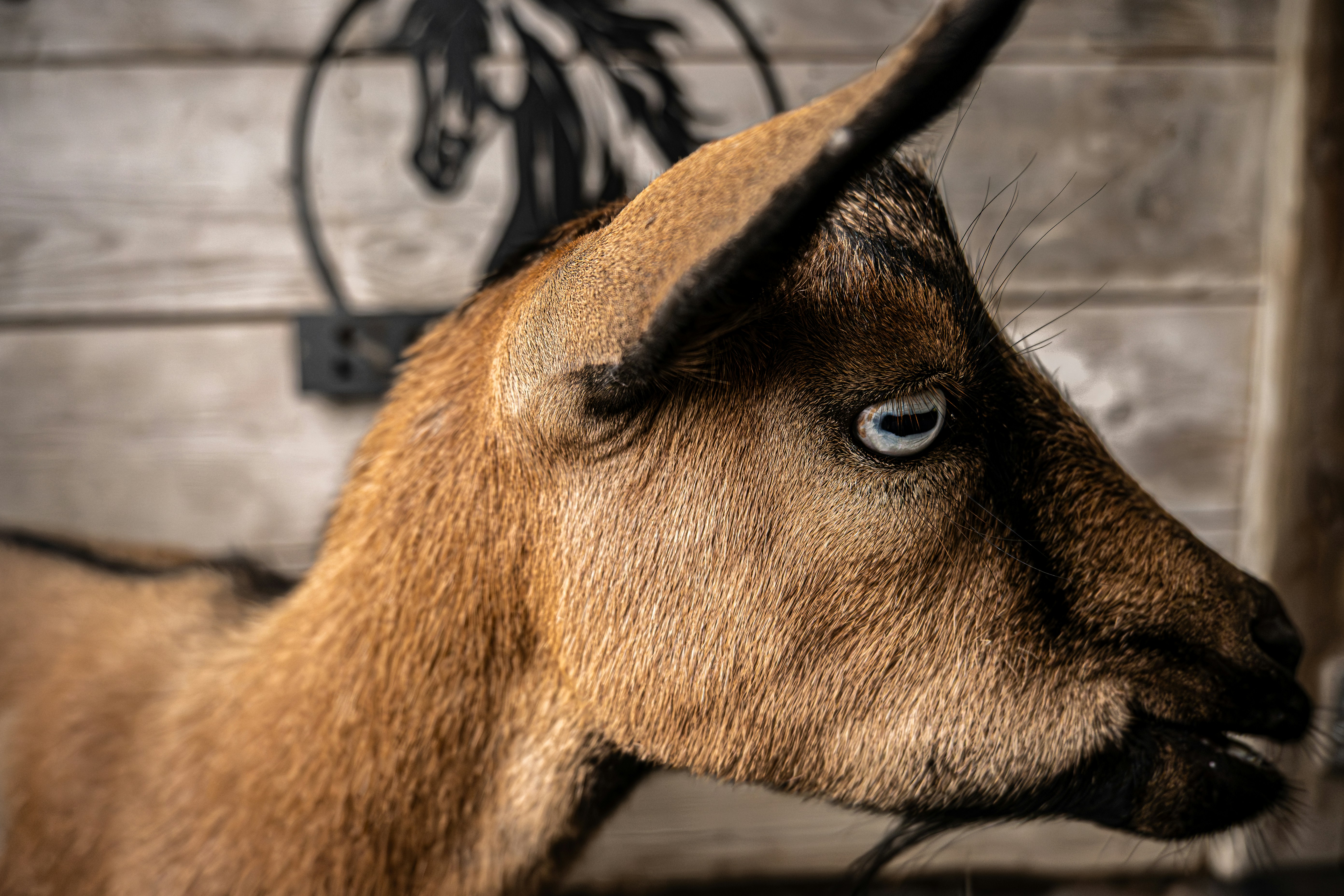 Side-profile Goat in a Rustic Barn