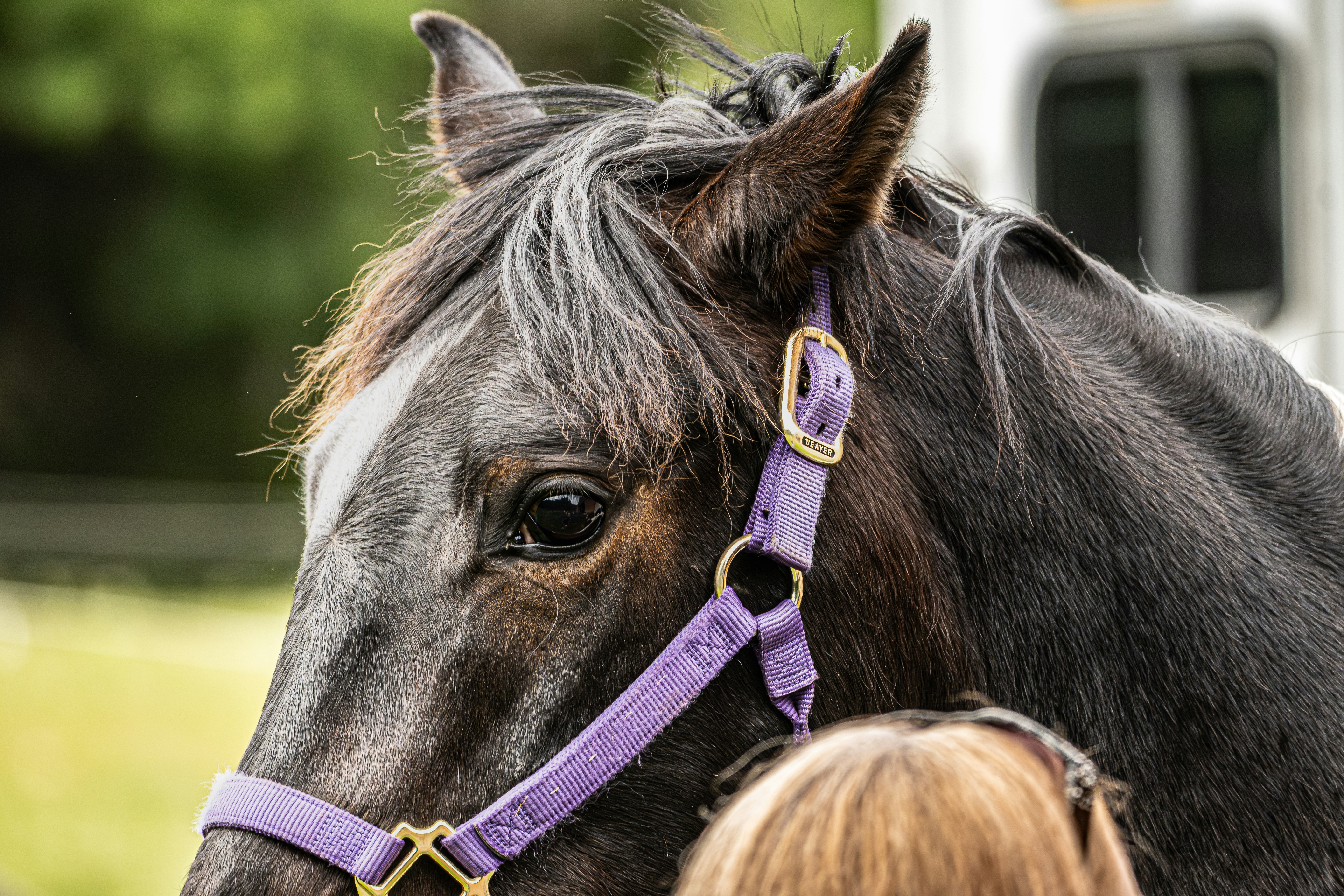 Purple Halter, Quiet Gaze: A Close-Up of a Horse’s Head